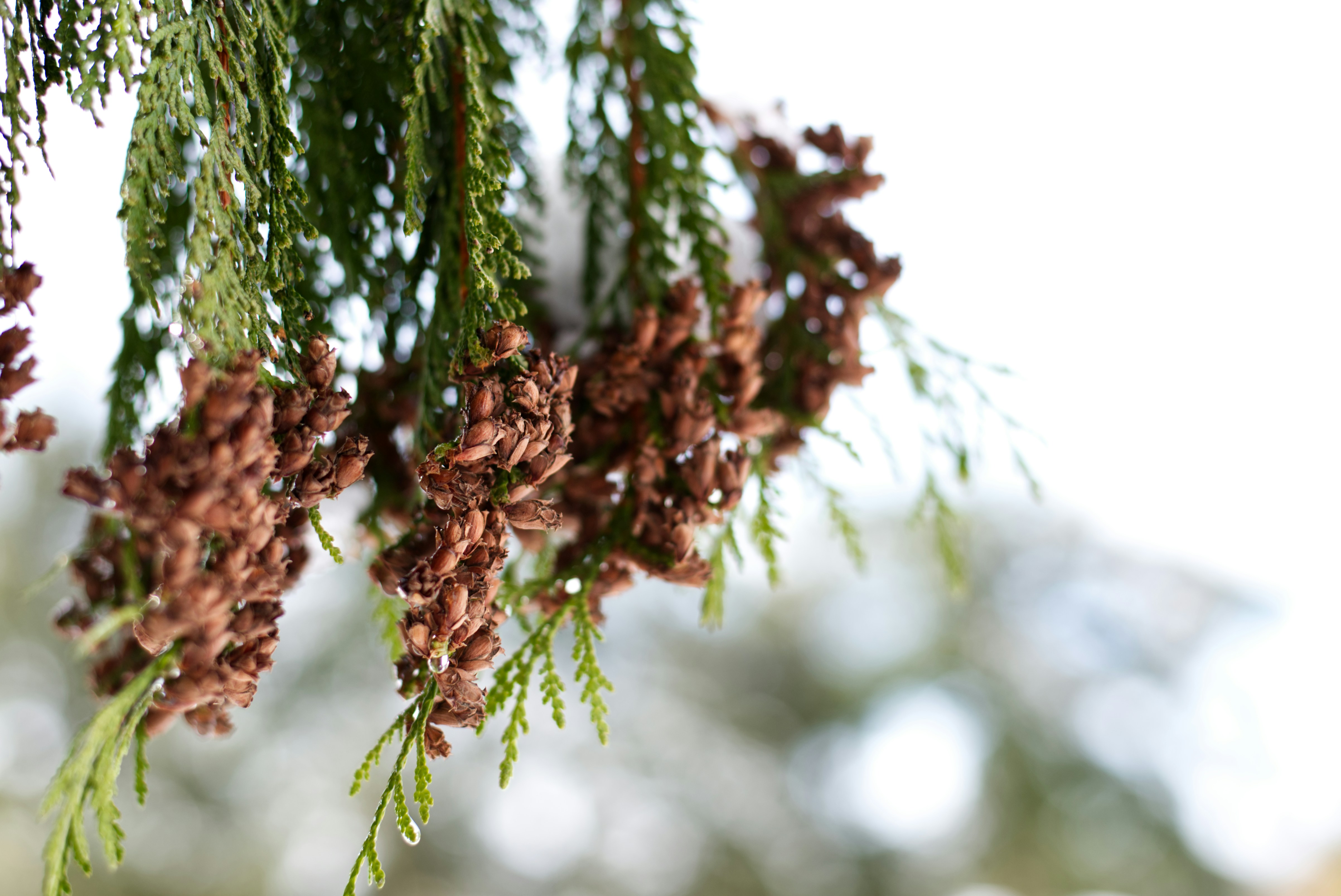 A bunch of pine cones hanging from a tree photo – Free Vancouver Image ...