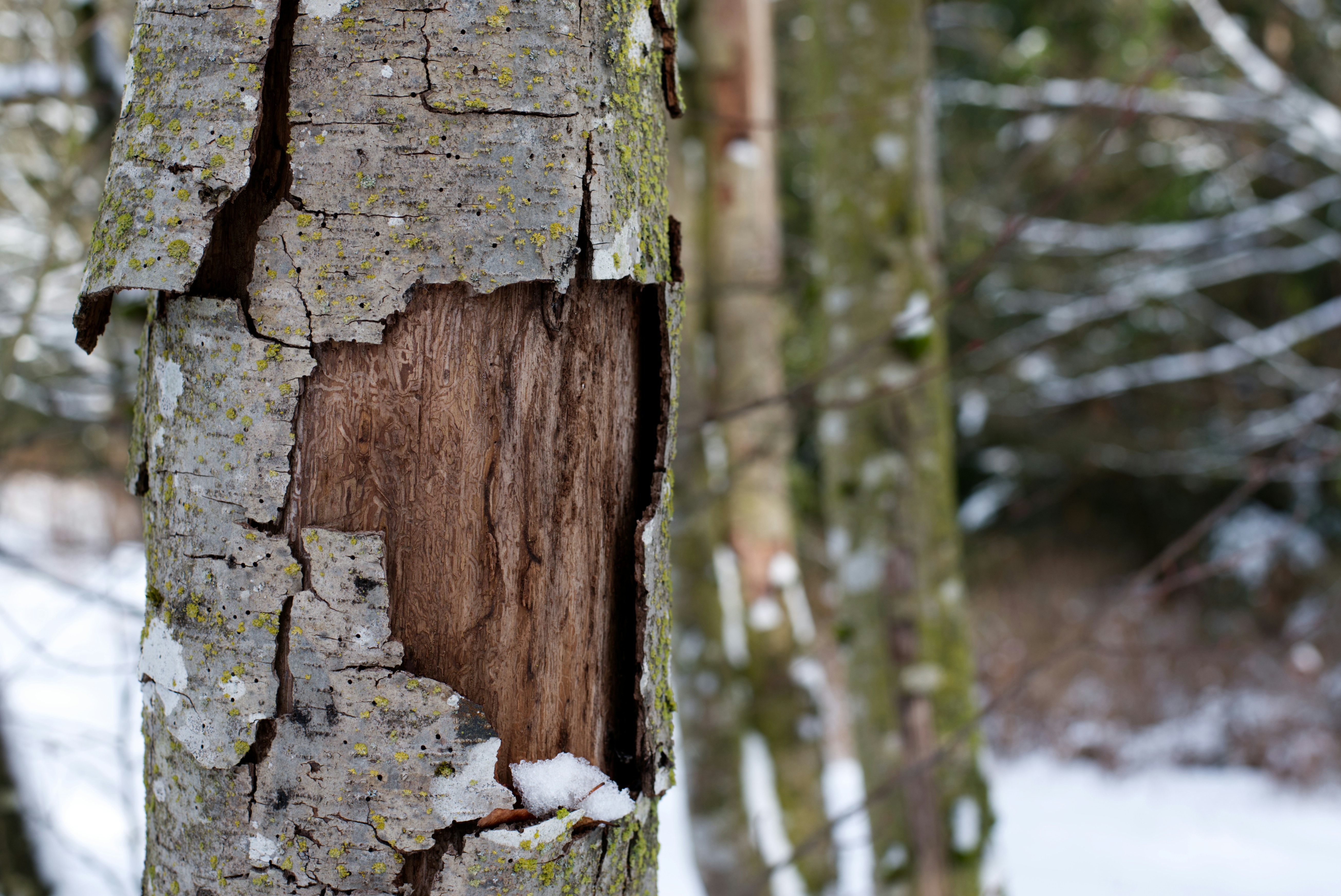Weathered Birch in Winter Light: Snow-kissed Bark Reveals Its Quiet Core