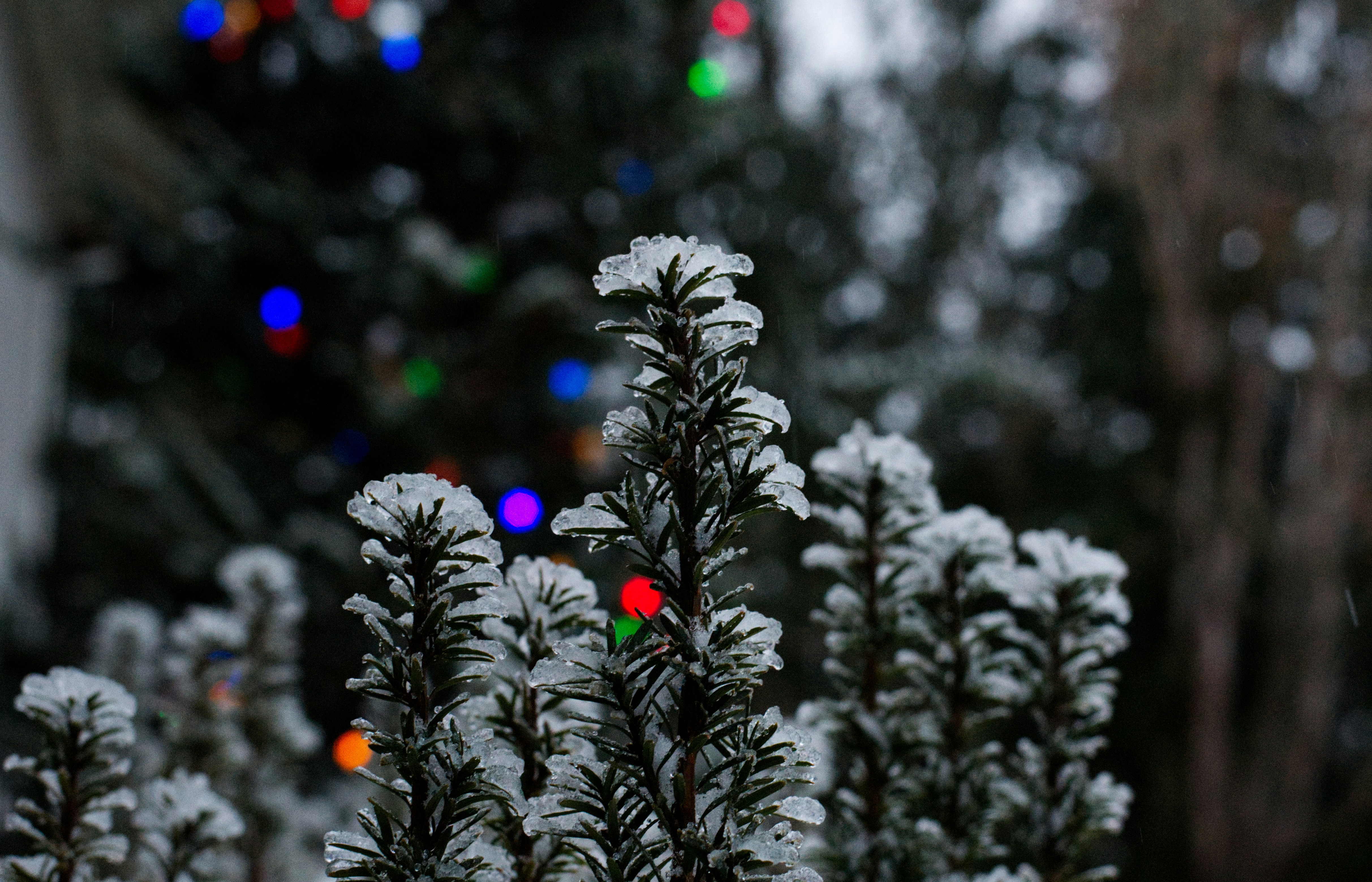 Ice-etched Sprigs Against Velvet Night, Framed by Multicolored Bokeh