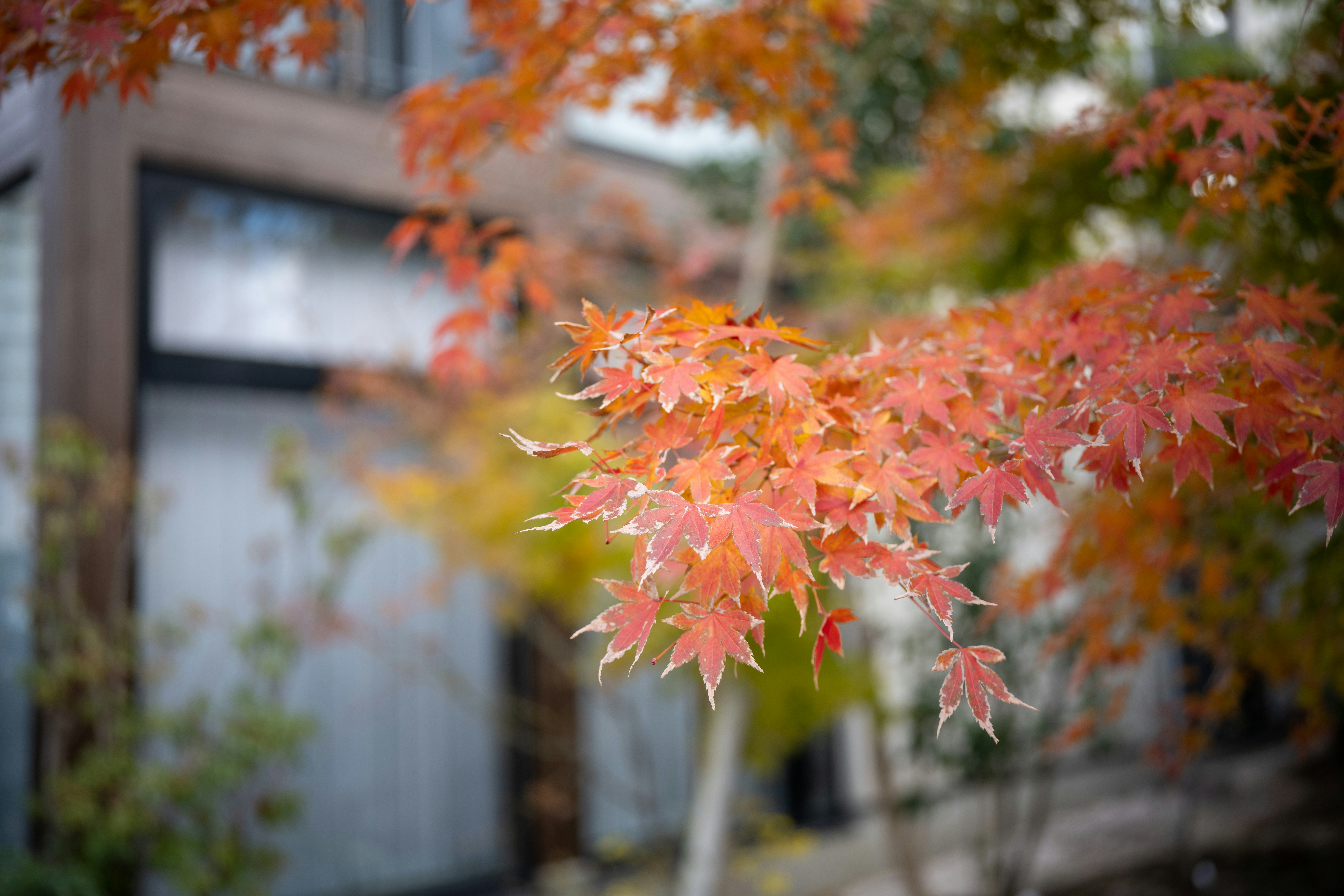 Scarlet Maple Fronds in a Soft-Focus Urban Moment
