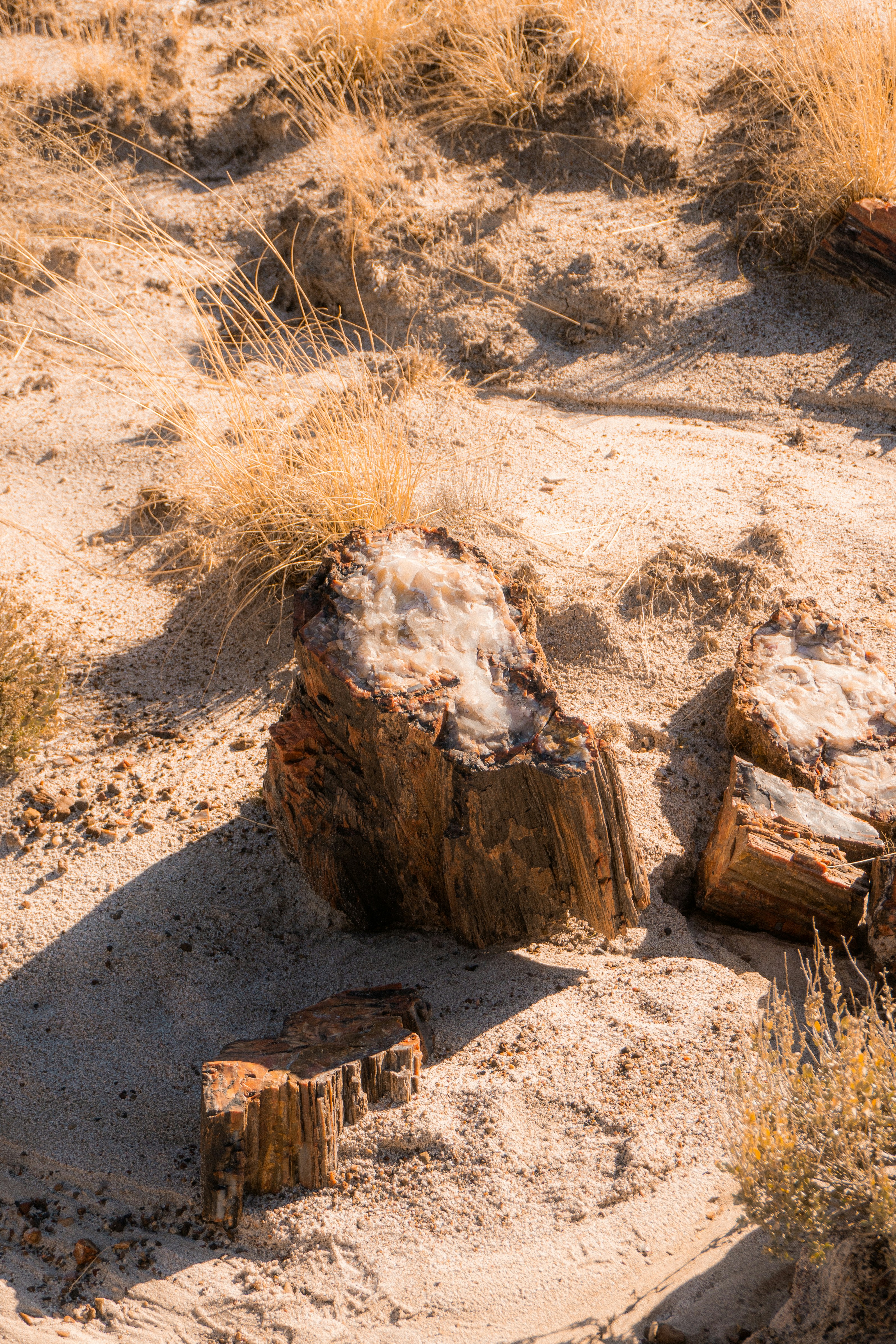 Salt-Crusted Stumps in a Sunbaked Dune Canvas