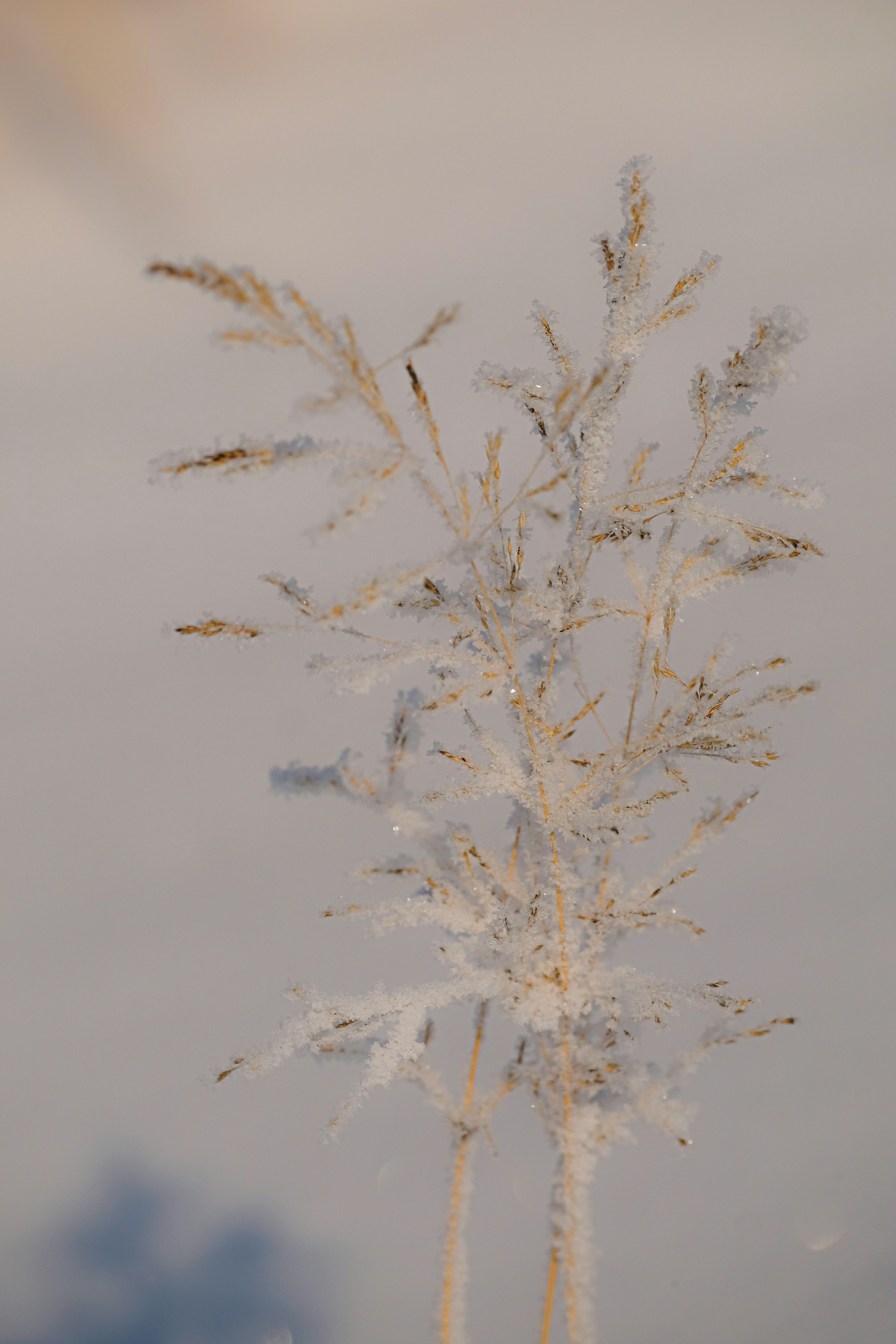 Gossamer Frost on a Winter Sprig