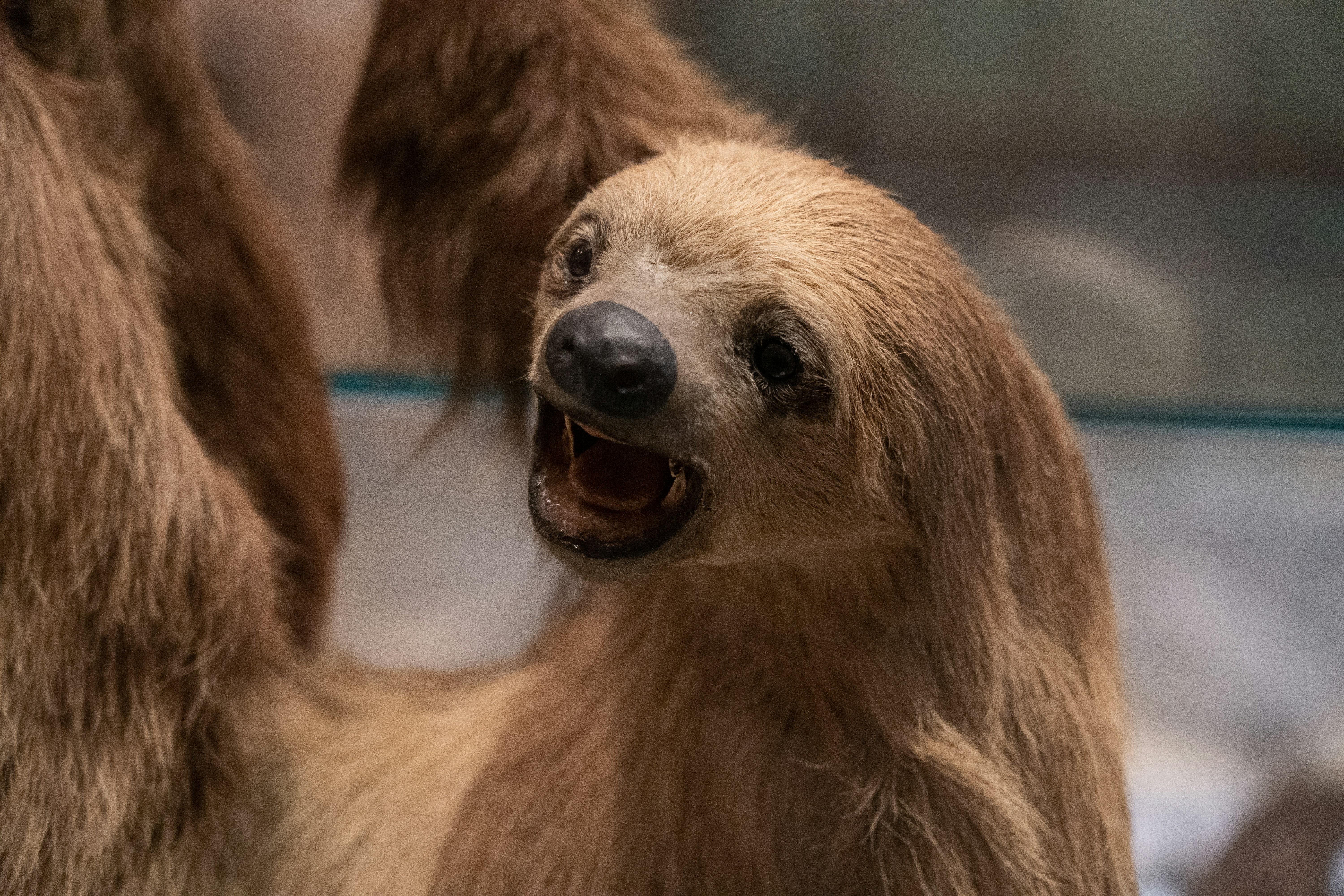 Un bébé paresseux bâille dans une enceinte vitrée photo – Photo Animal ...