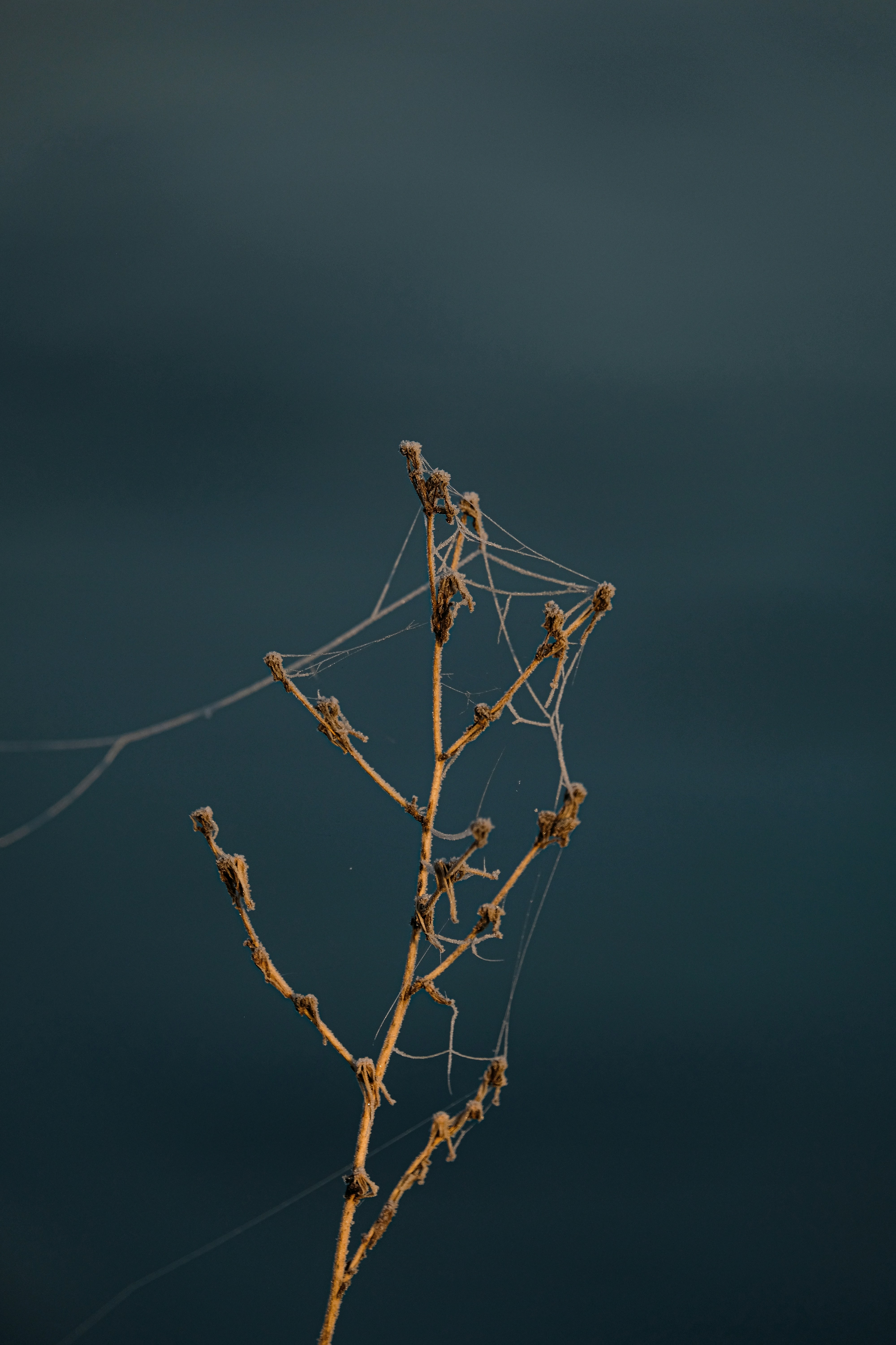 a tree branch with no leaves in front of a dark sky