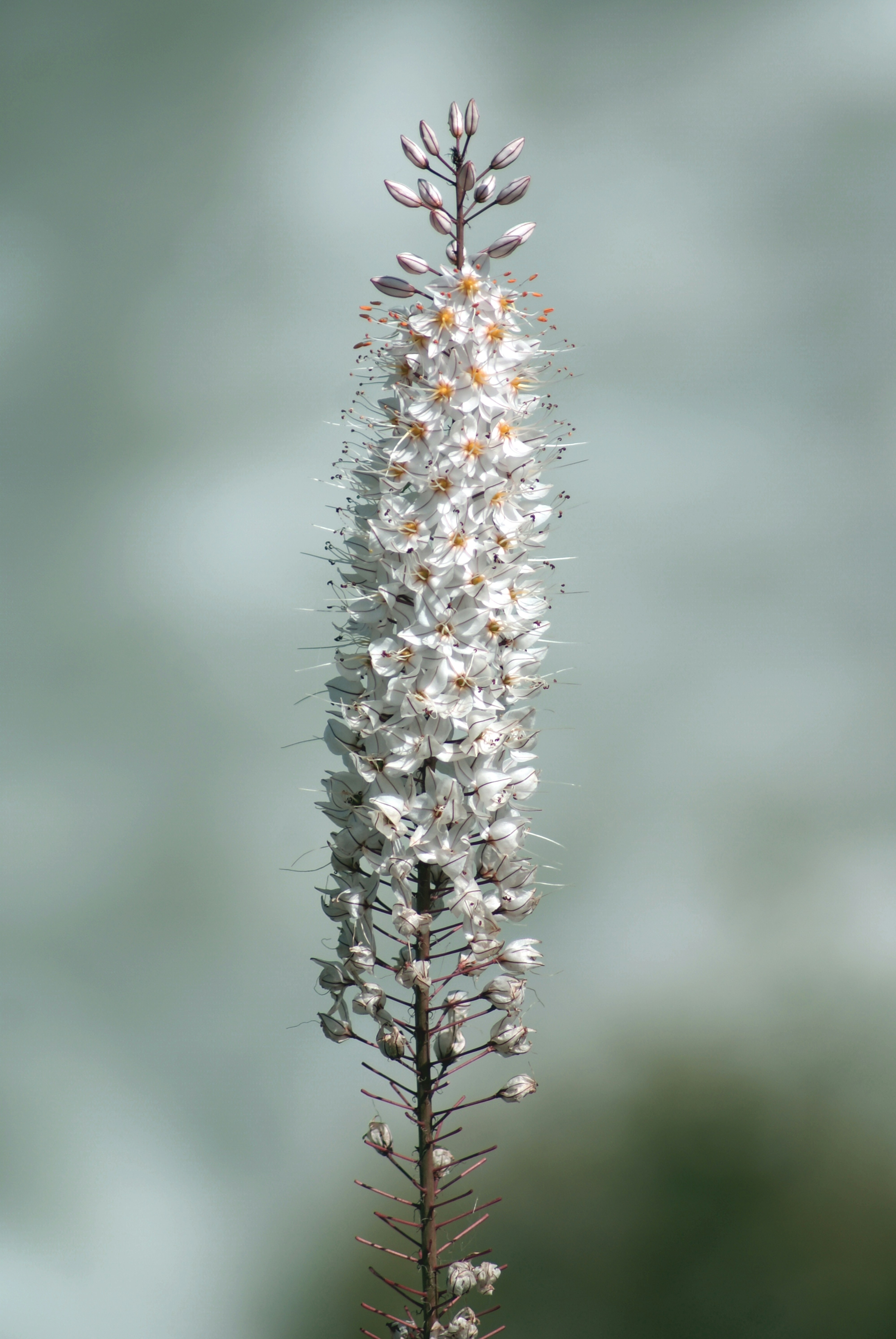 Close-up photograph of a tall white flowering spike with numerous tiny blossoms against a soft green background.
