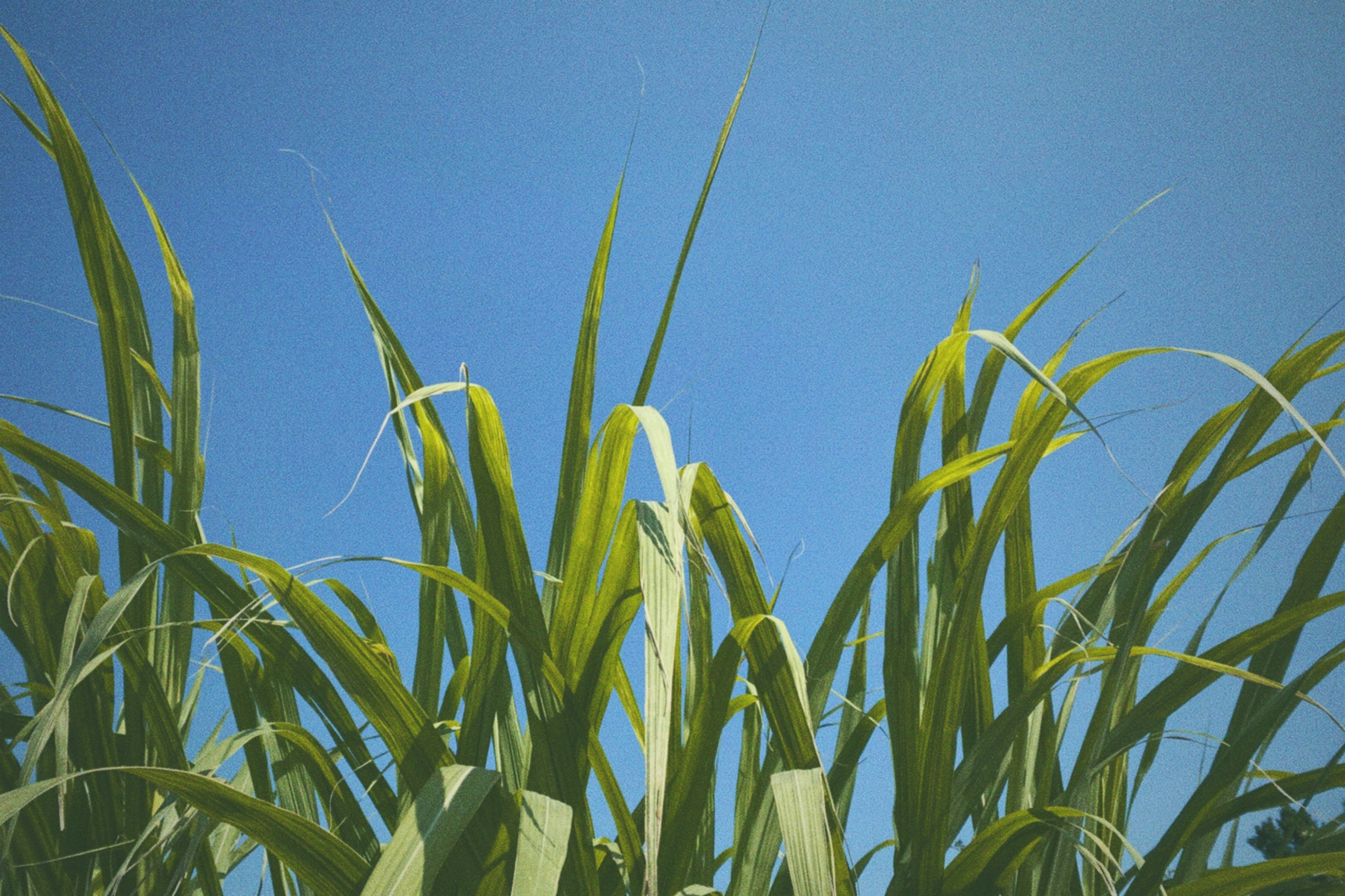 Emerald blades beneath a lucid sky
