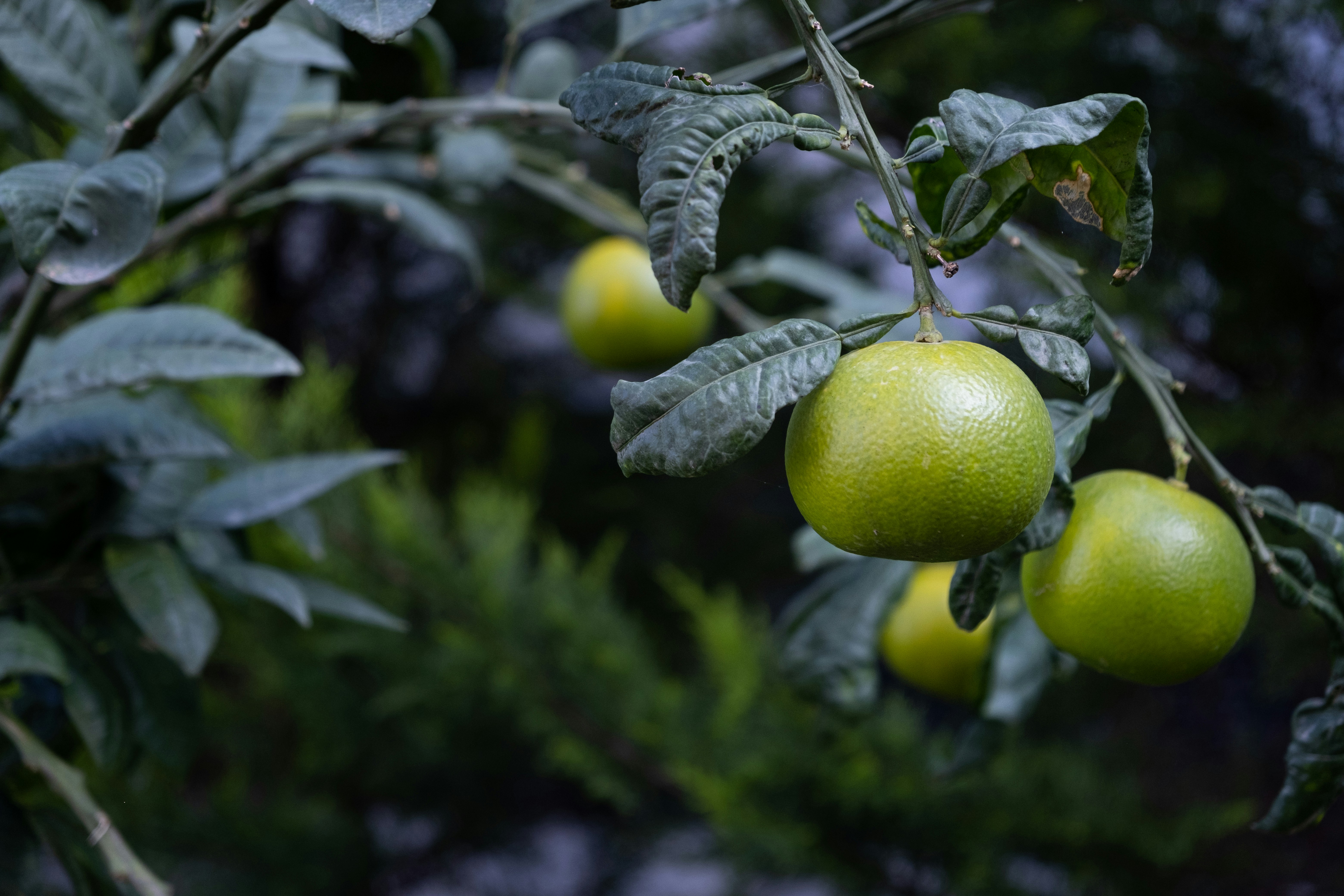 Foto Un árbol lleno de mucha fruta verde – Imagen Fruta gratis en Unsplash