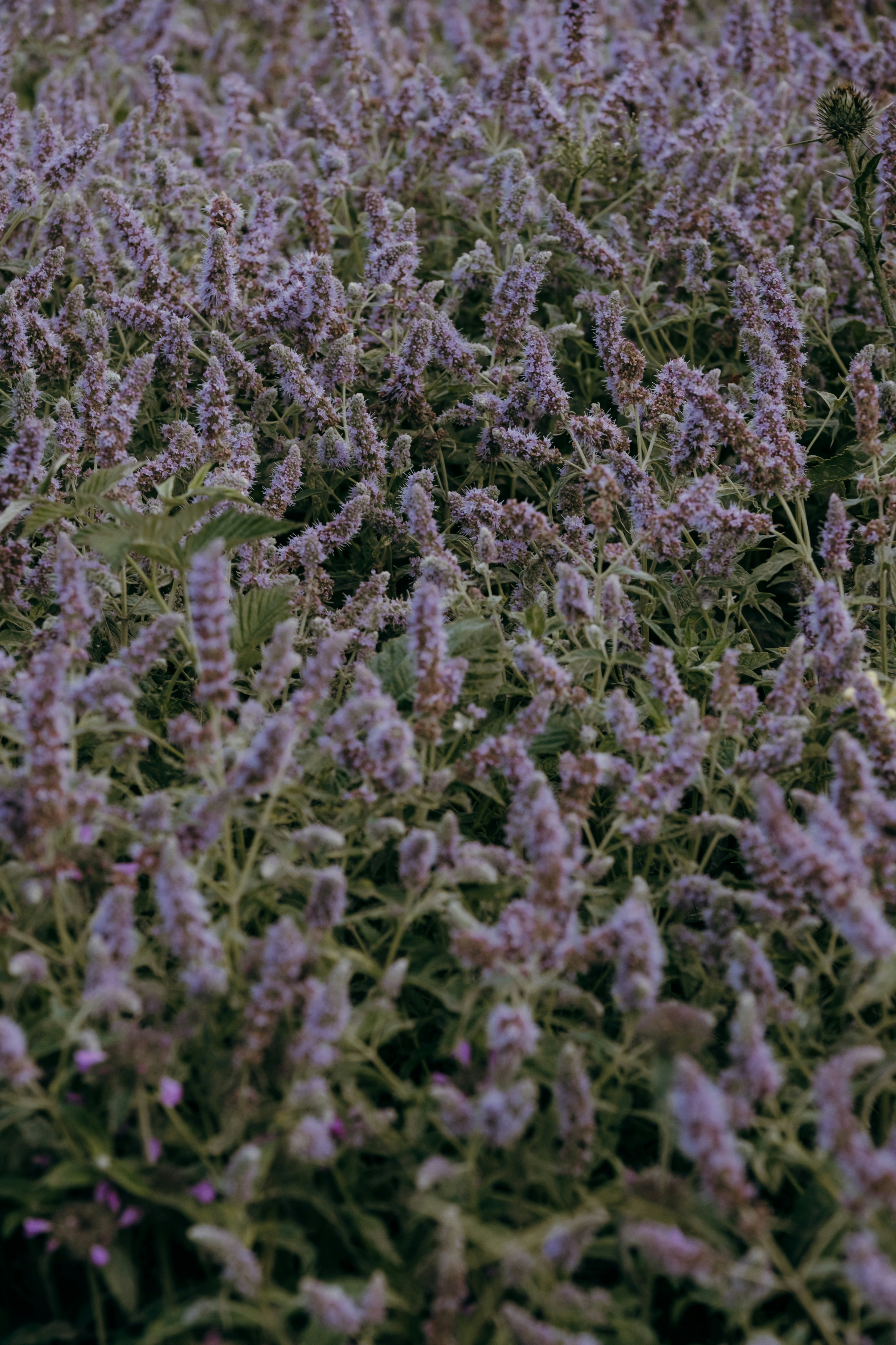 Lavender Field: Quiet Purple Tapestry