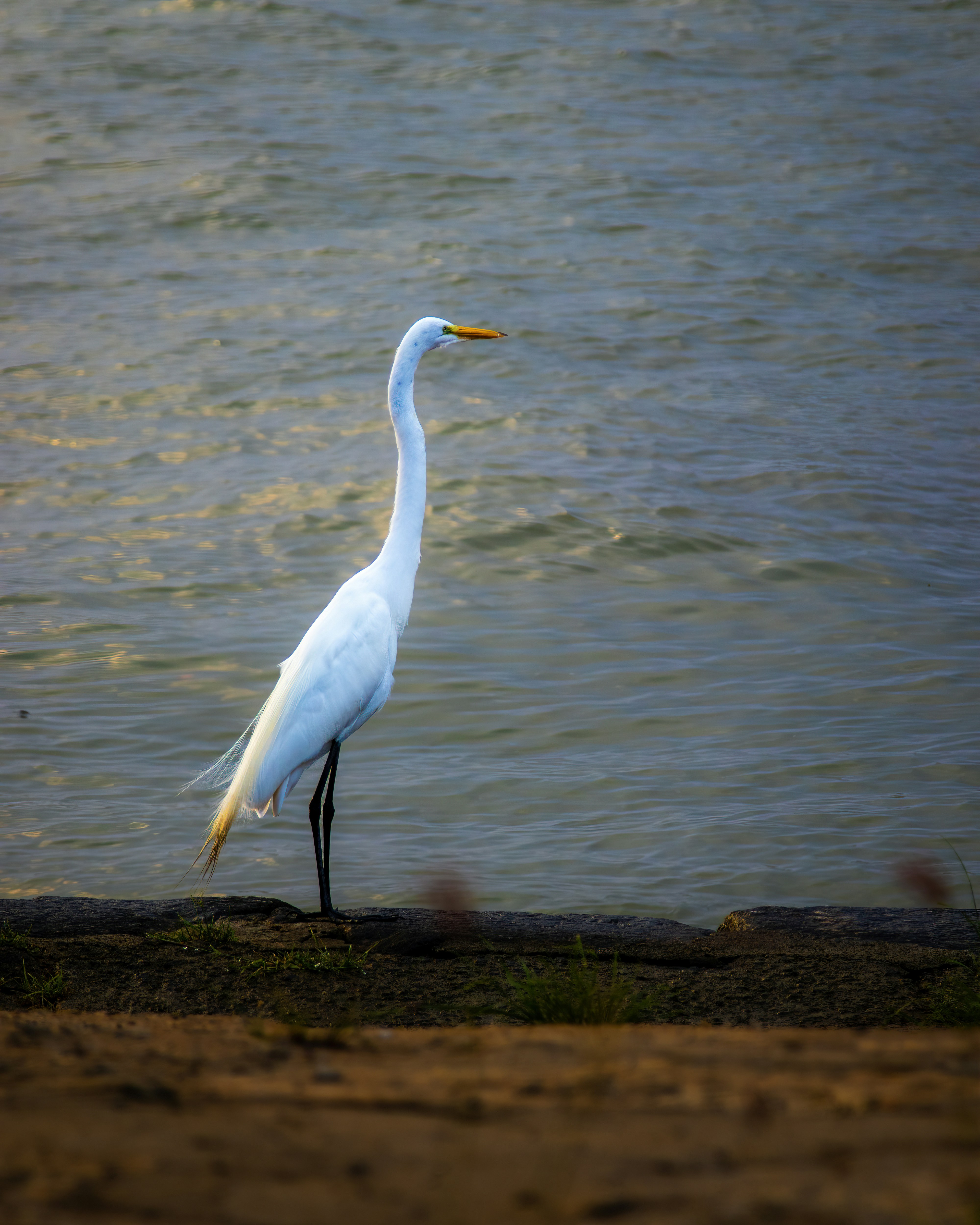 A large white bird standing next to a body of water photo – Free São ...