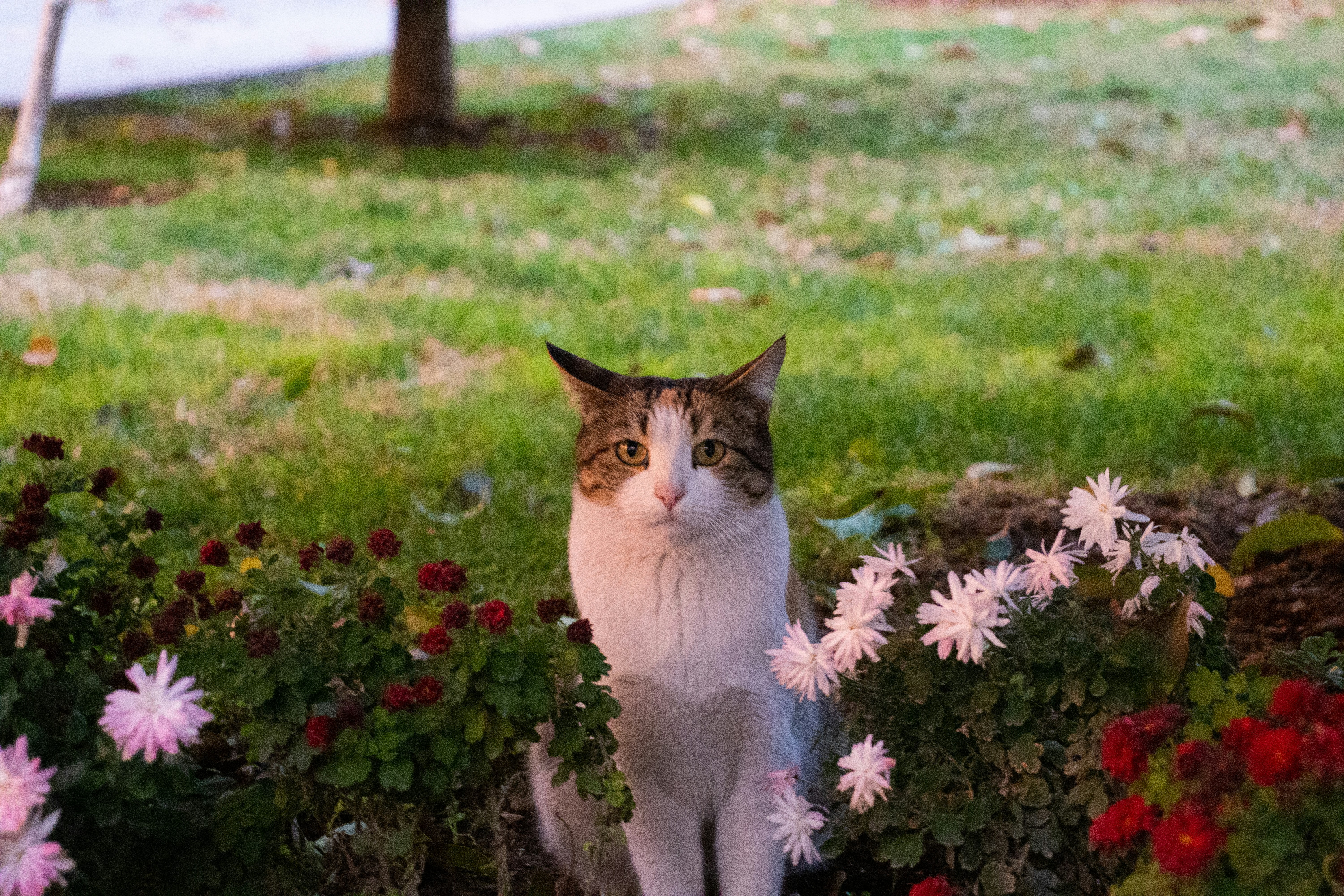 Quiet Garden Sentinel: A Cat among Blossoms