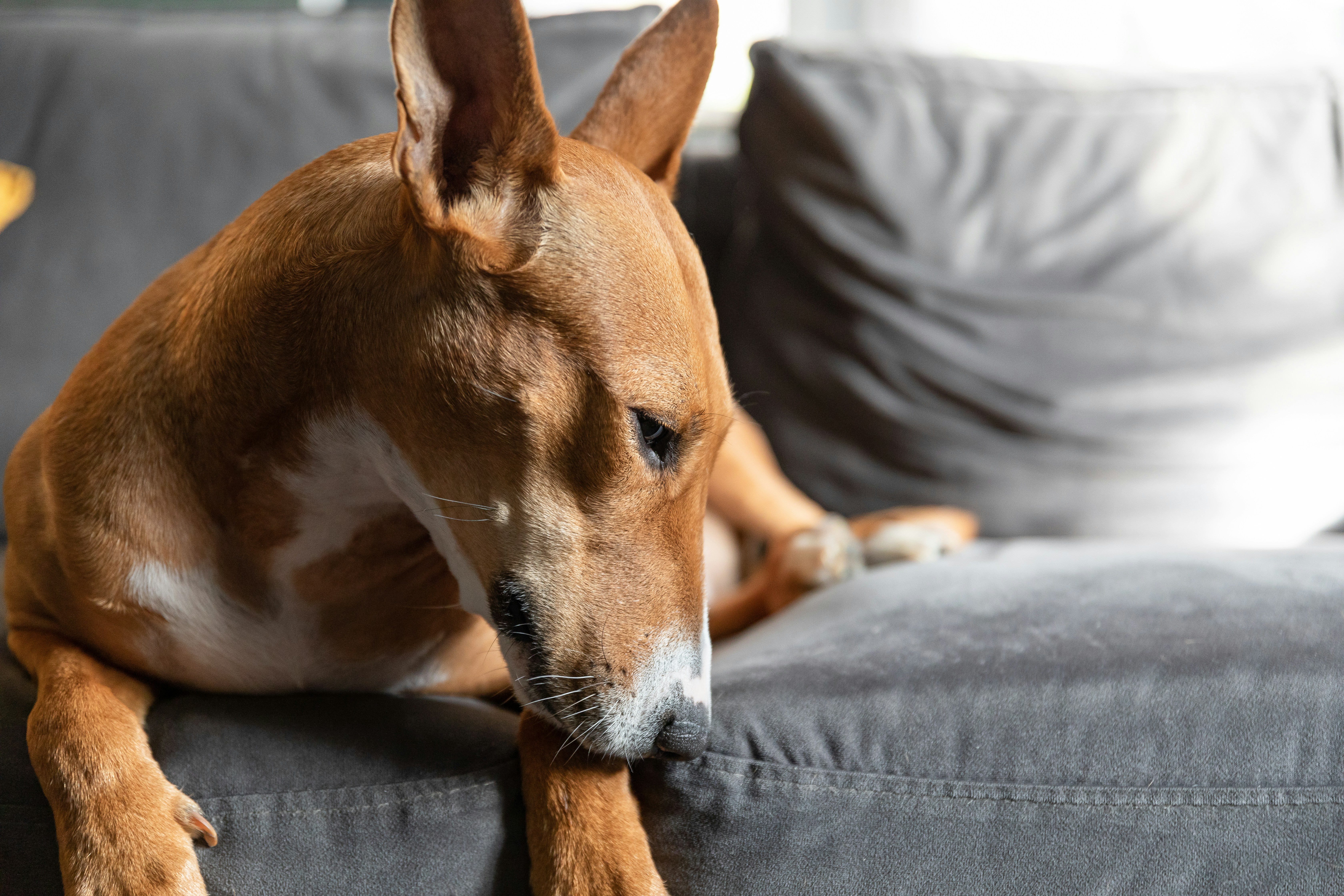 Basenji dog resting on a gray couch, gazing down thoughtfully. Soft natural light highlights its sleek fur and relaxed posture.
