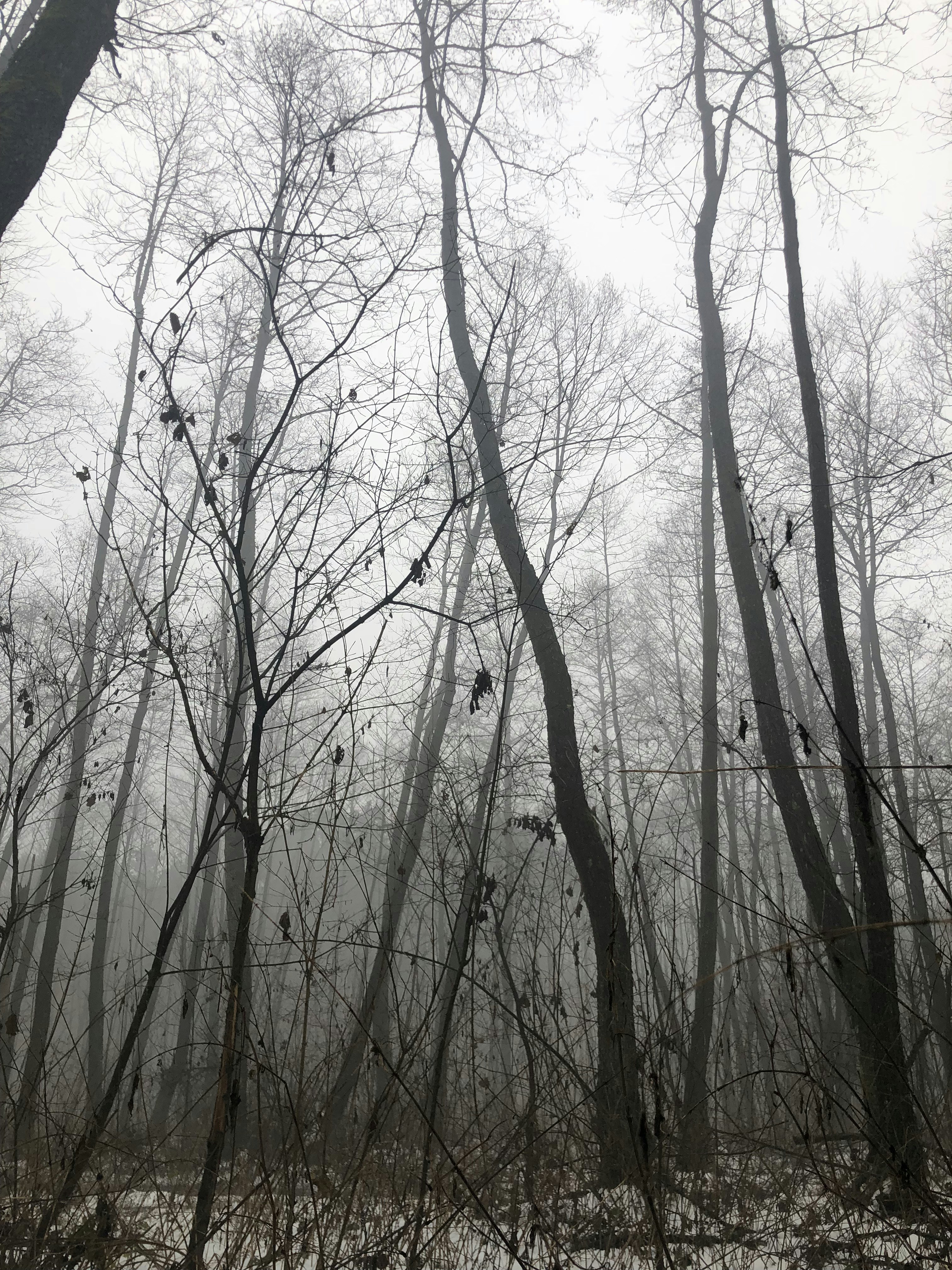 a forest filled with lots of trees covered in snow