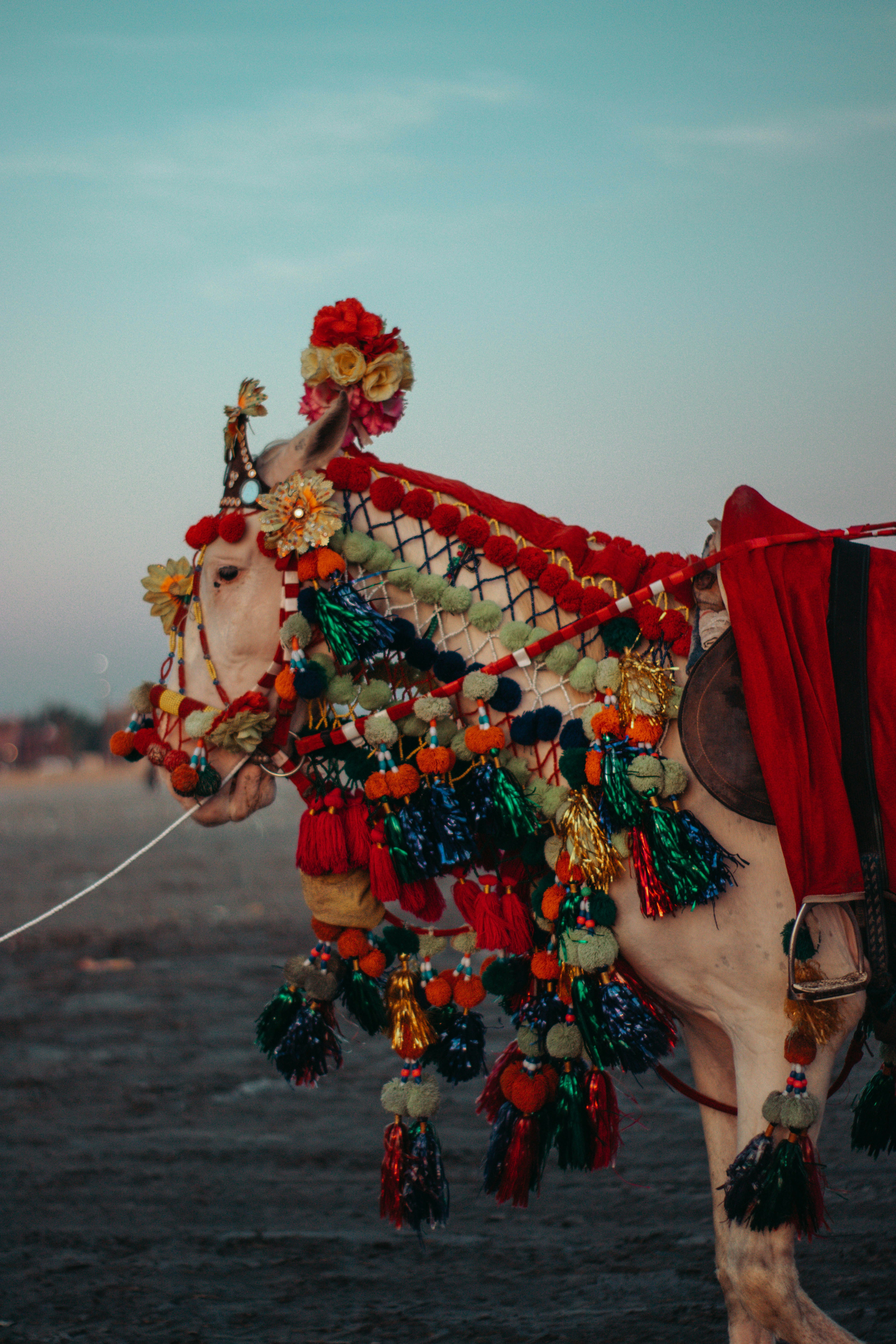 Colorful Caravan: A Decorated Donkey on a Dusty Seaside Path