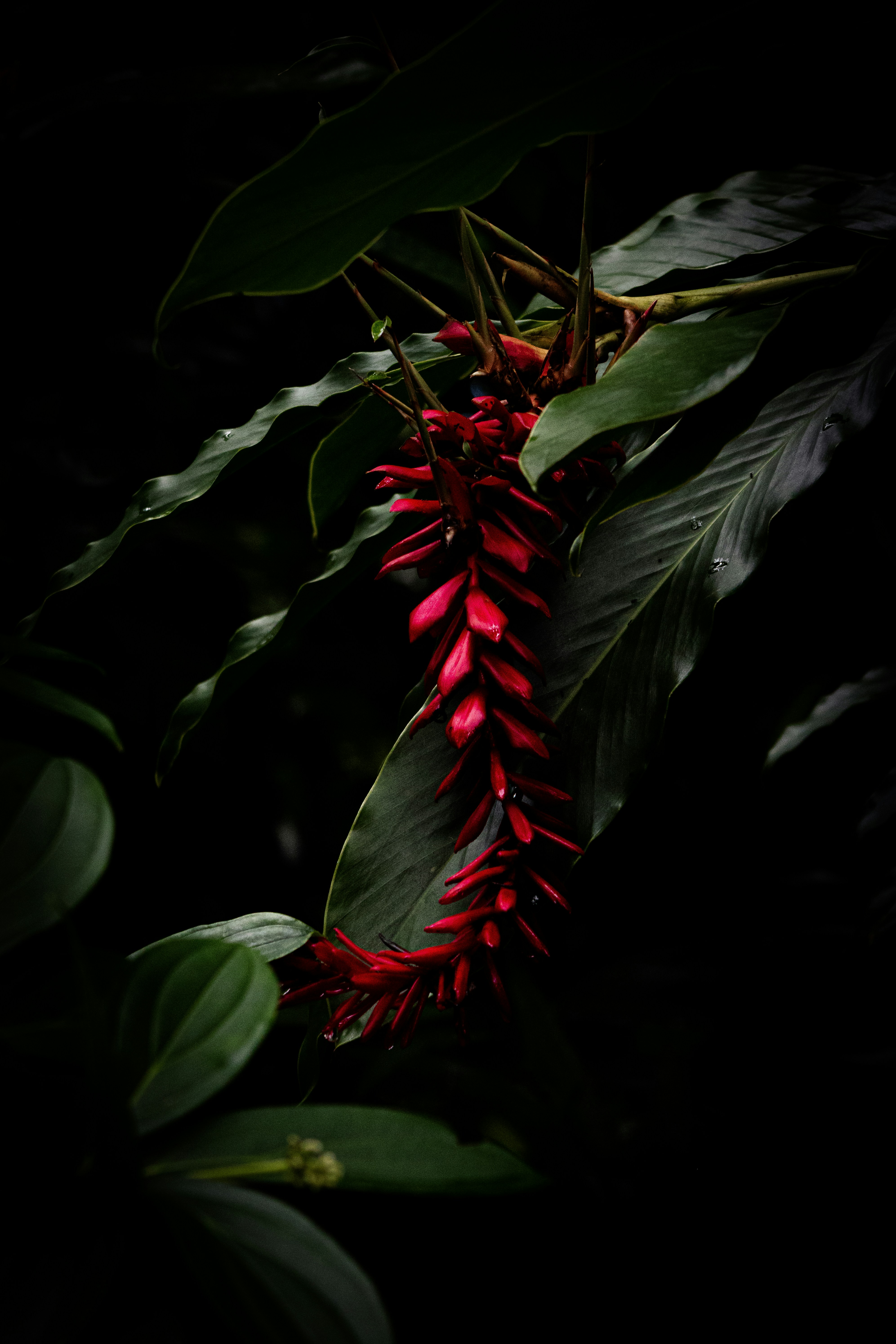 Crimson Heliconia Pendant Emerges from Velvet Darkness