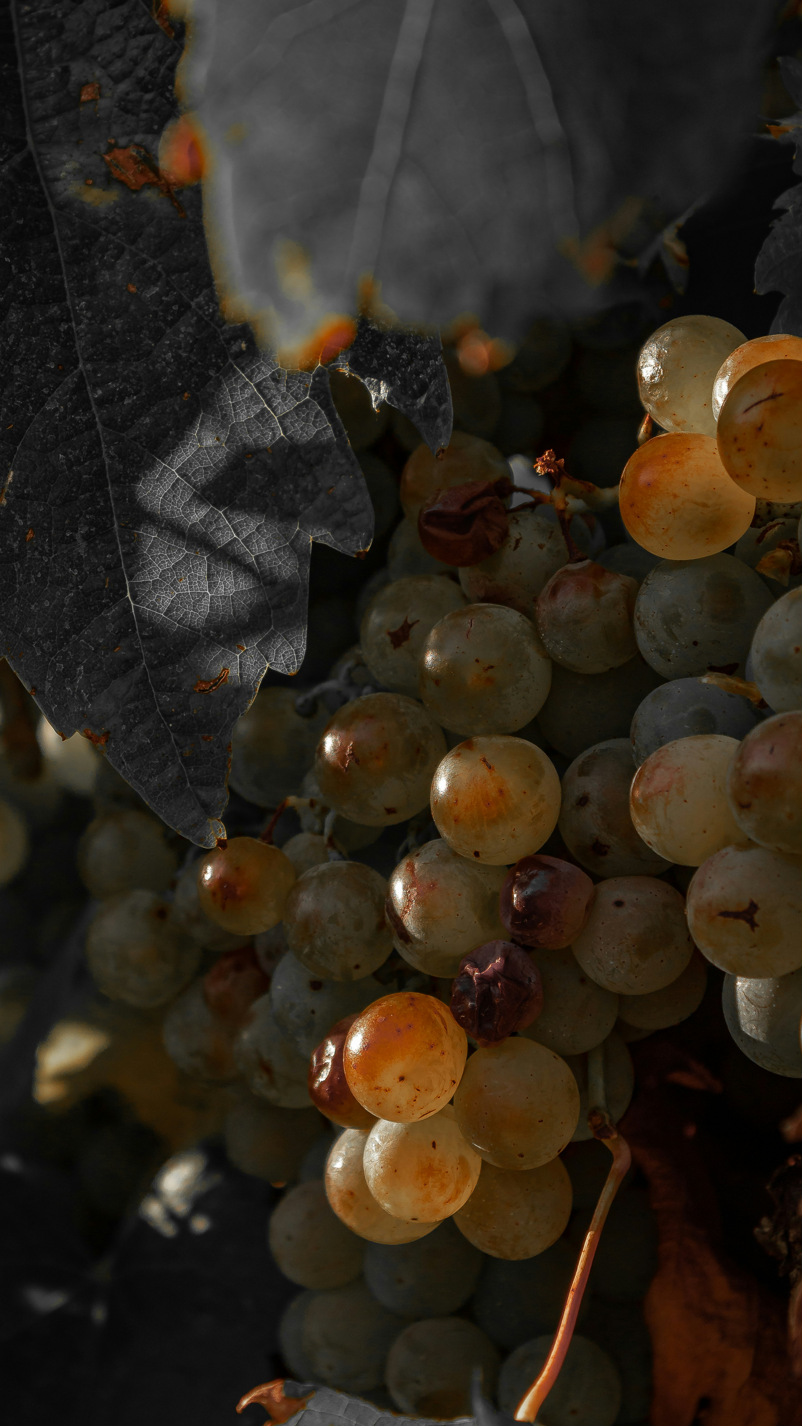 Macro of grape fruit on the hills of Tuscany