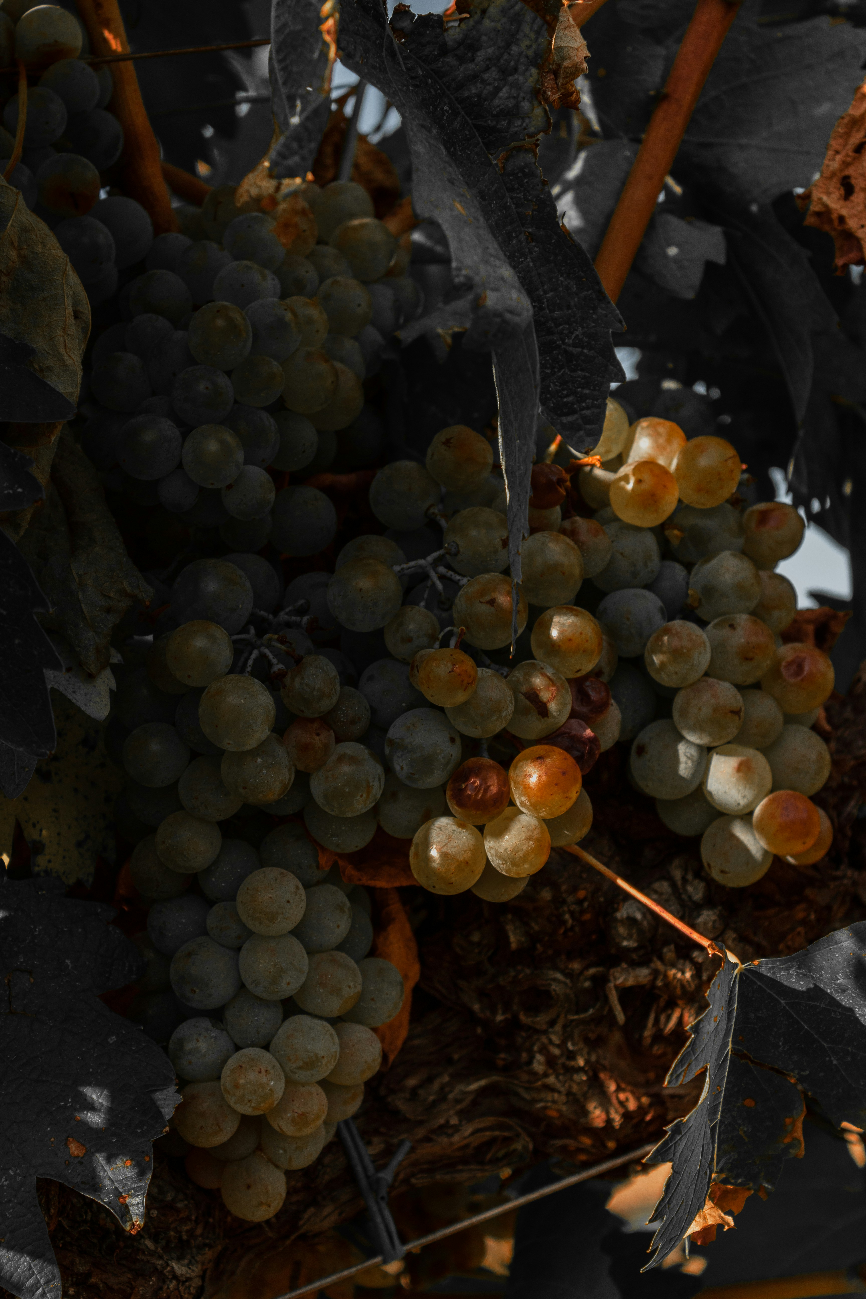 Macro of grape fruit on the hills of Tuscany