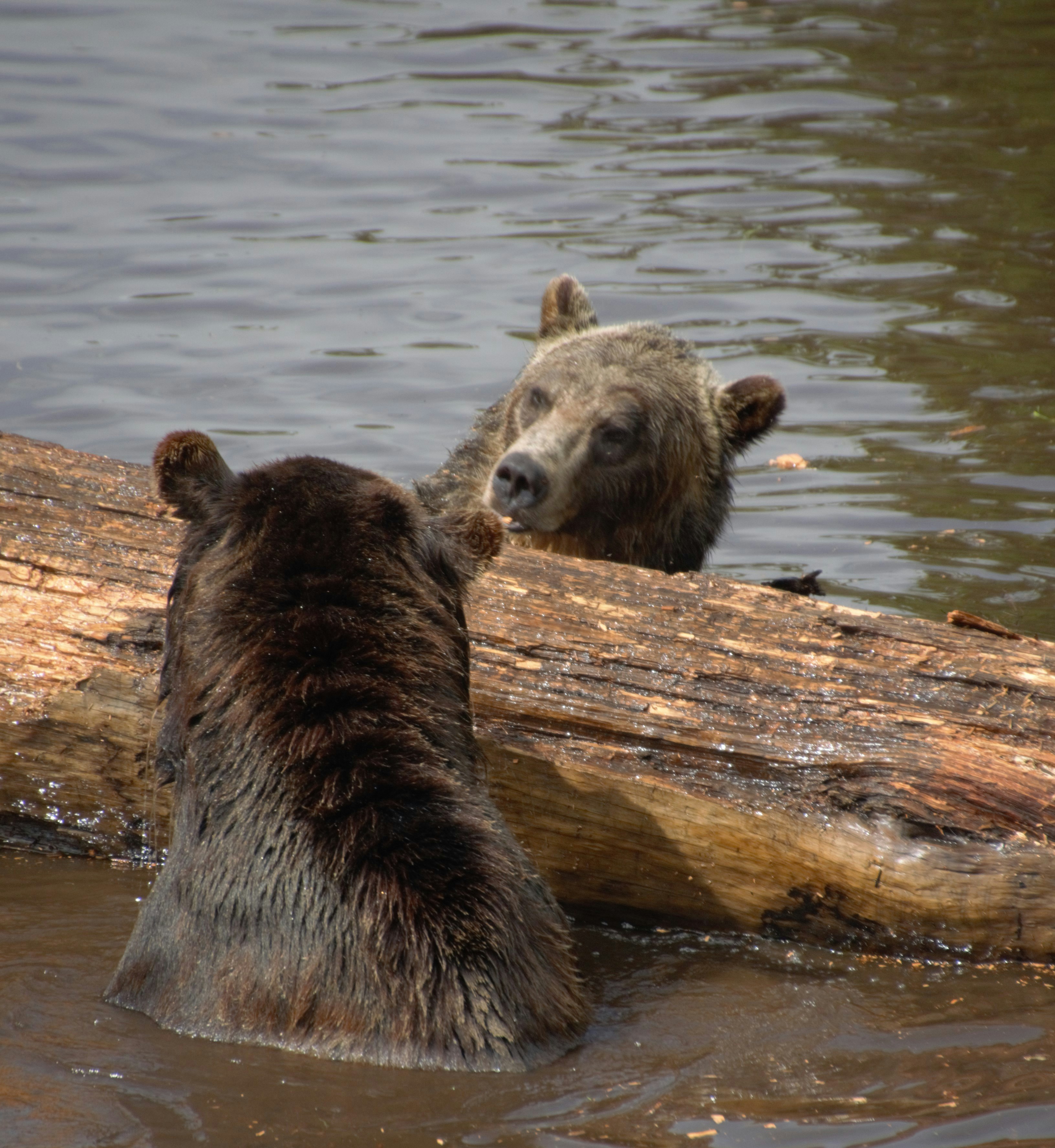 Two bears interact near a fallen log in a serene water setting, showcasing their natural behavior. The scene captures the essence of wildlife in harmony.