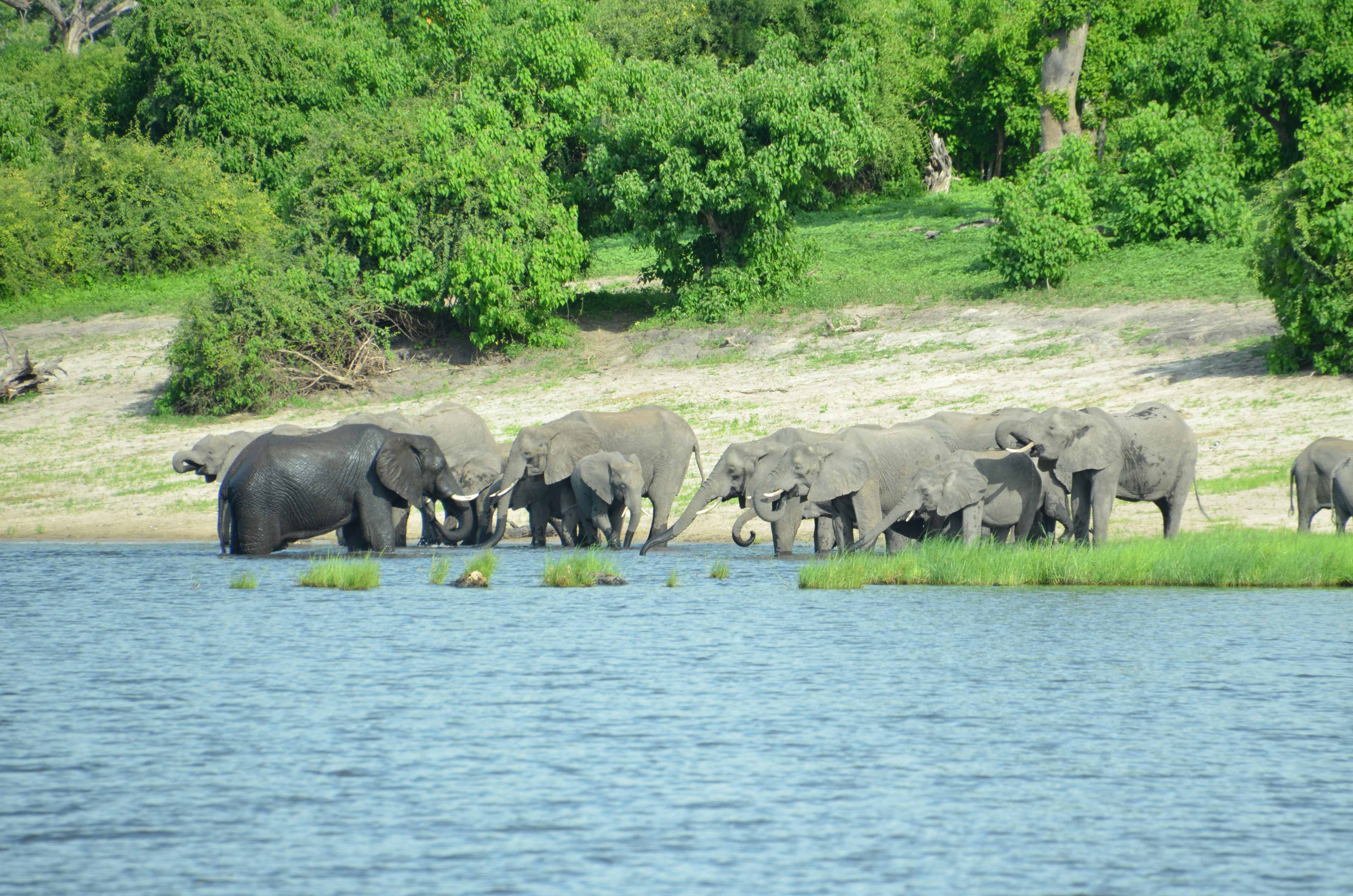 A herd of elephants standing next to a body of water photo – Free Chobe ...