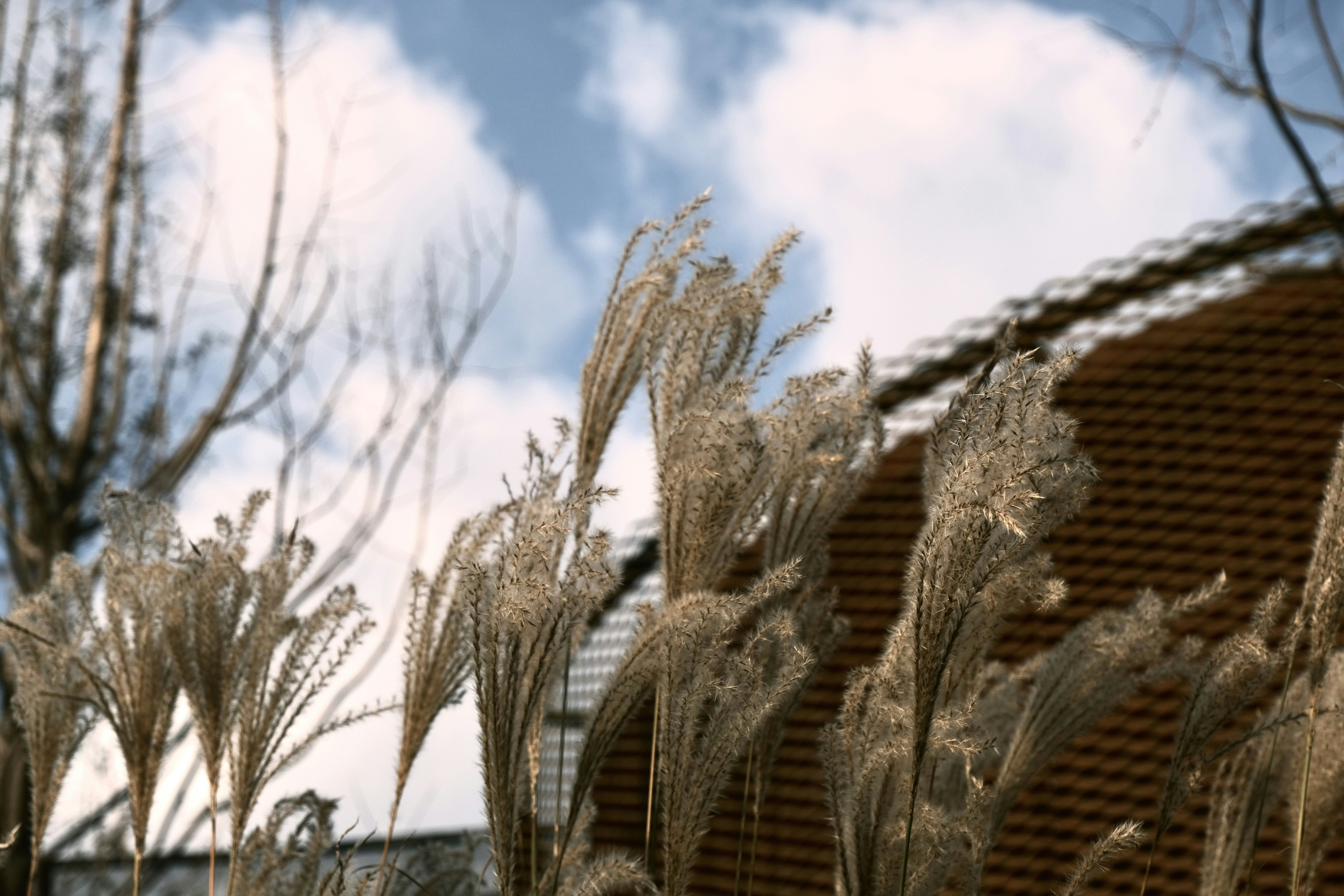Golden Pampas Grass in Focus Against a Curved Brick Screen Under a Clear Sky