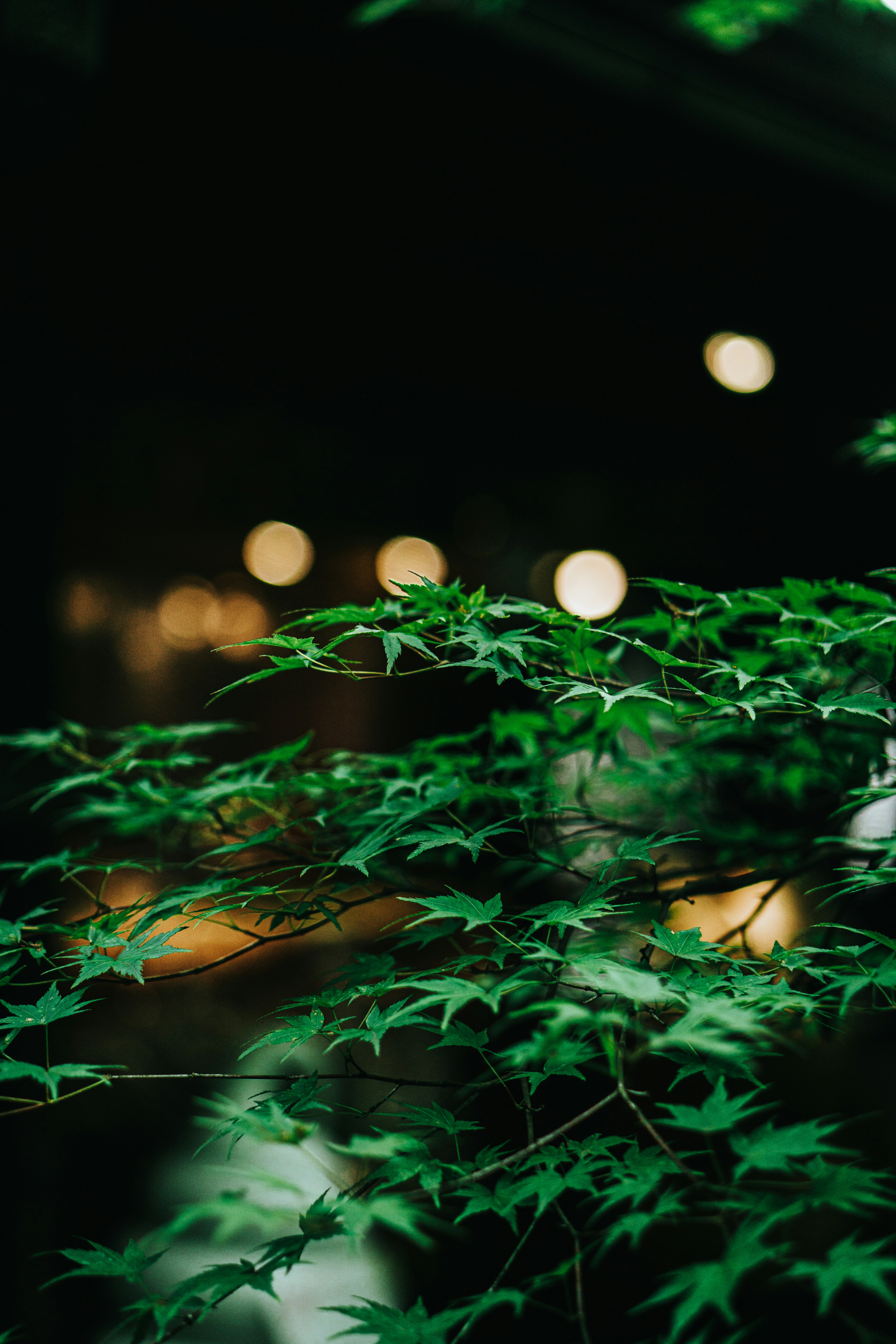Emerald Japanese Maple Fronds Amid Nighttime Bokeh