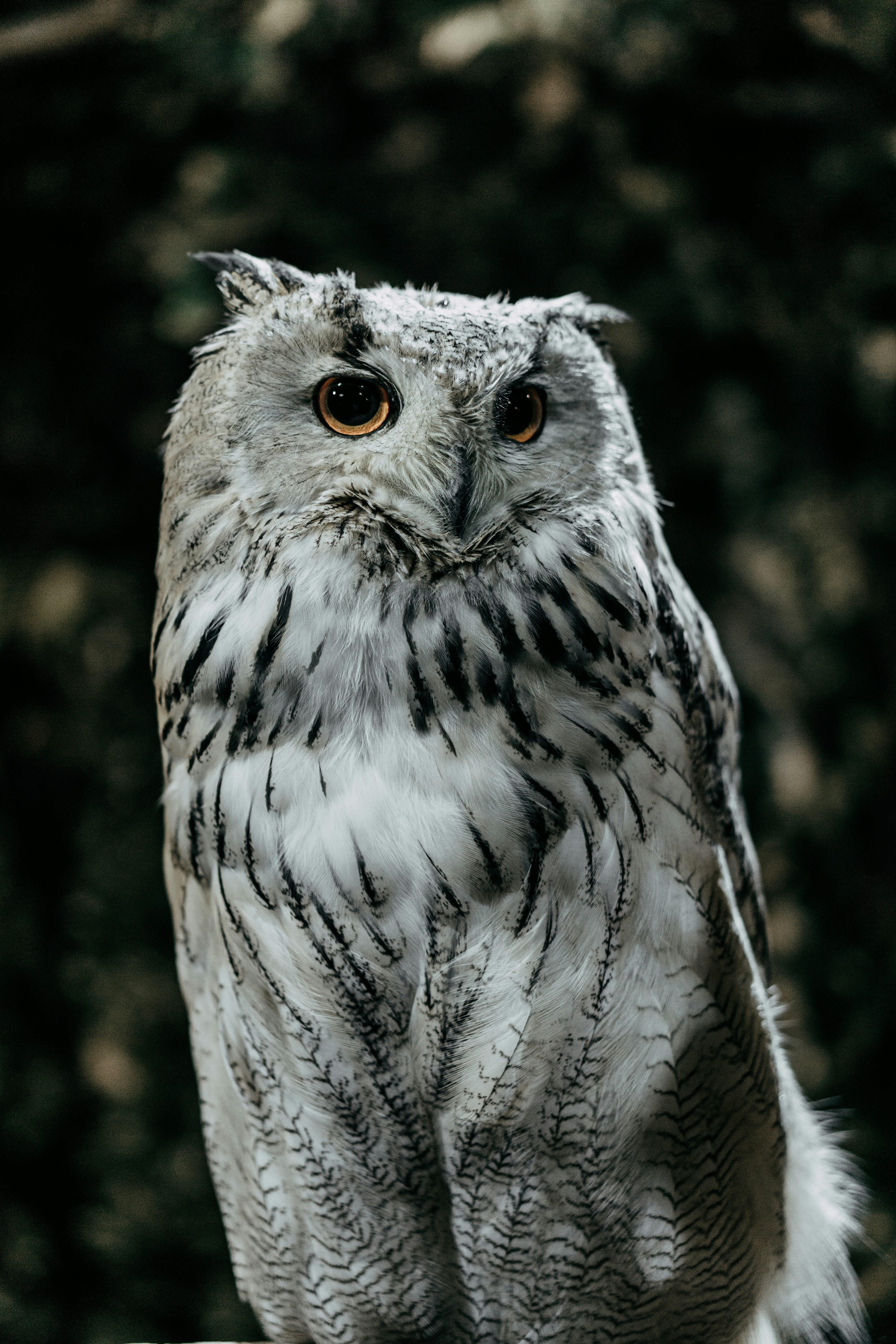 A close up of an owl sitting on a rock photo – Free Owl forest in kyoto ...