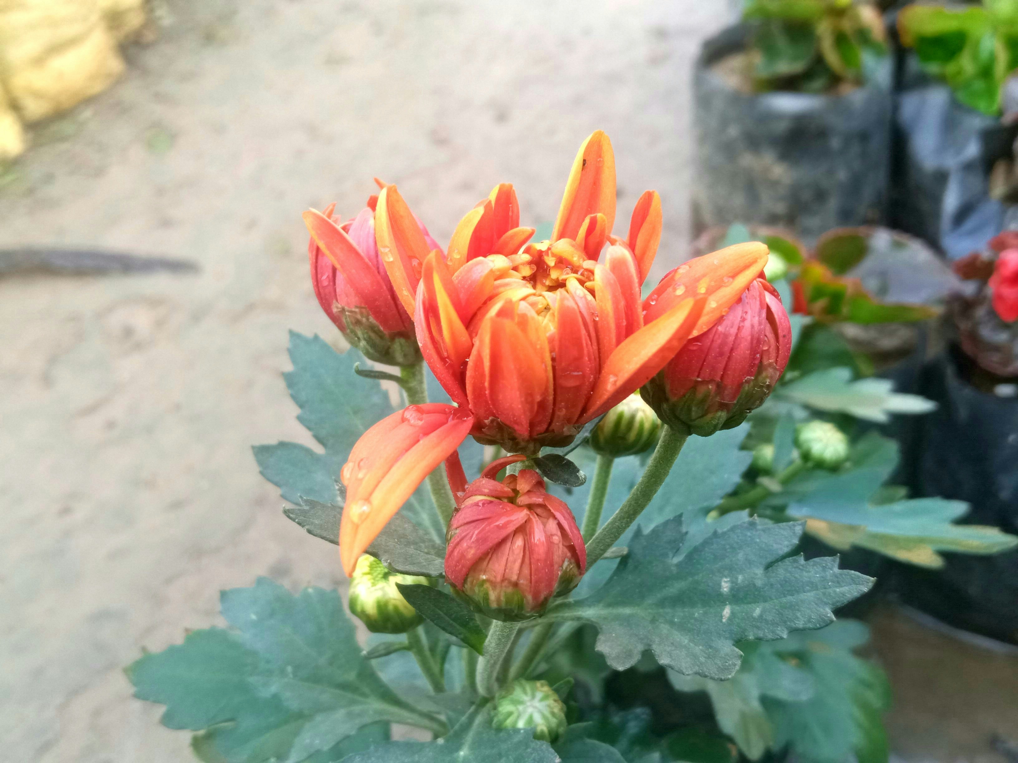 Chrysanthemum flower | a close up of a flower in a pot