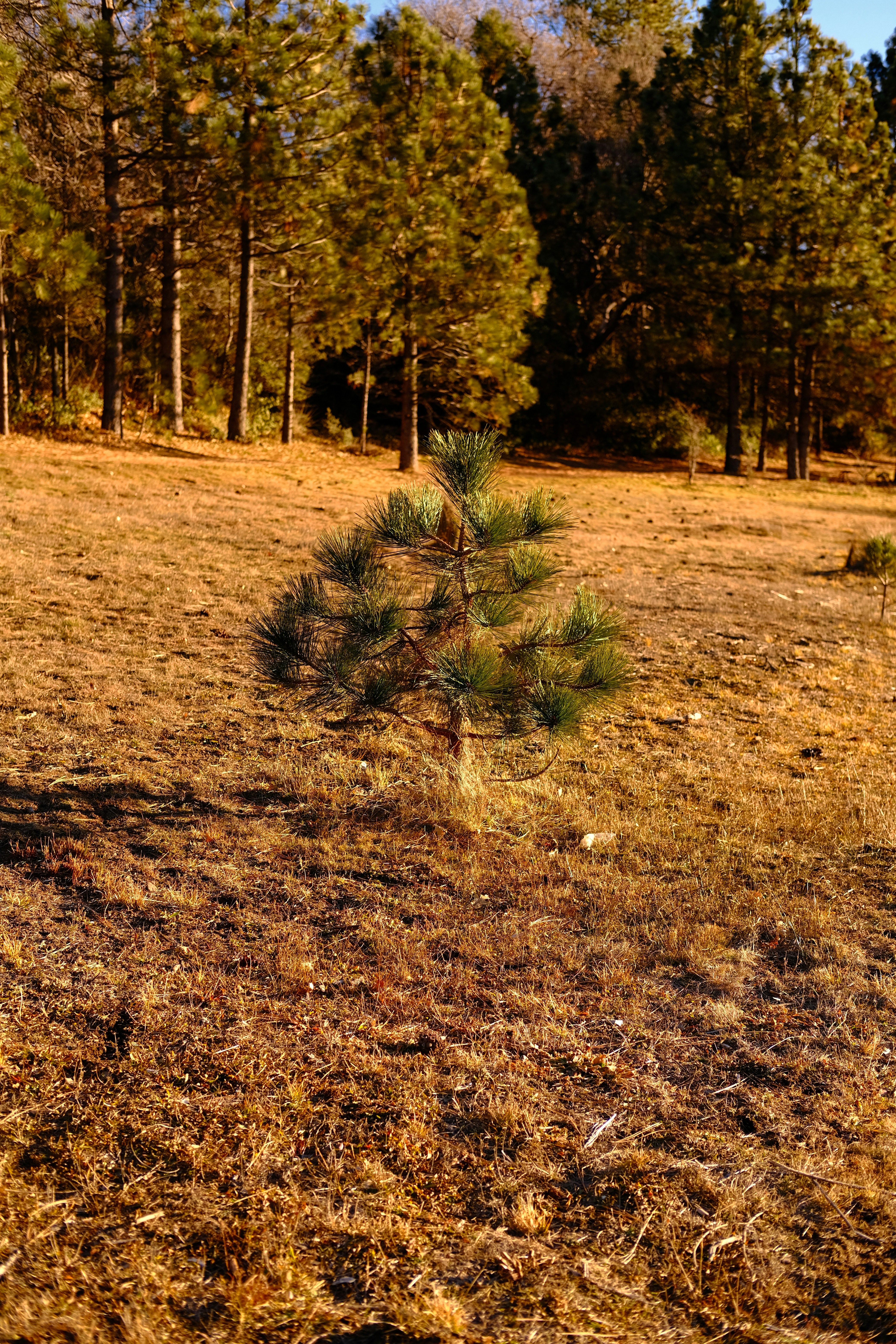 Amber Meadow Pine: A Lone Seedling in Sunlit Quiet