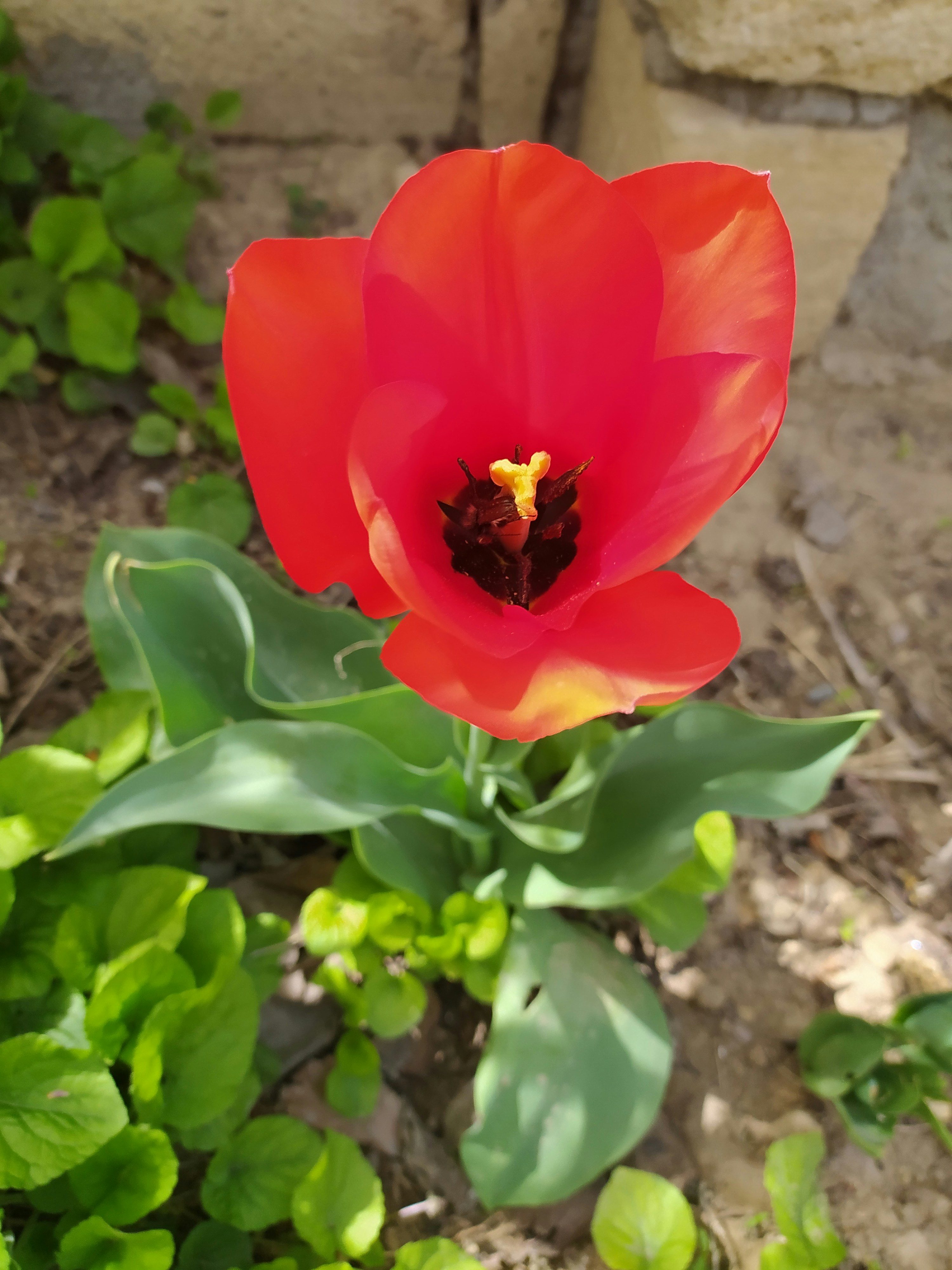 Tulip