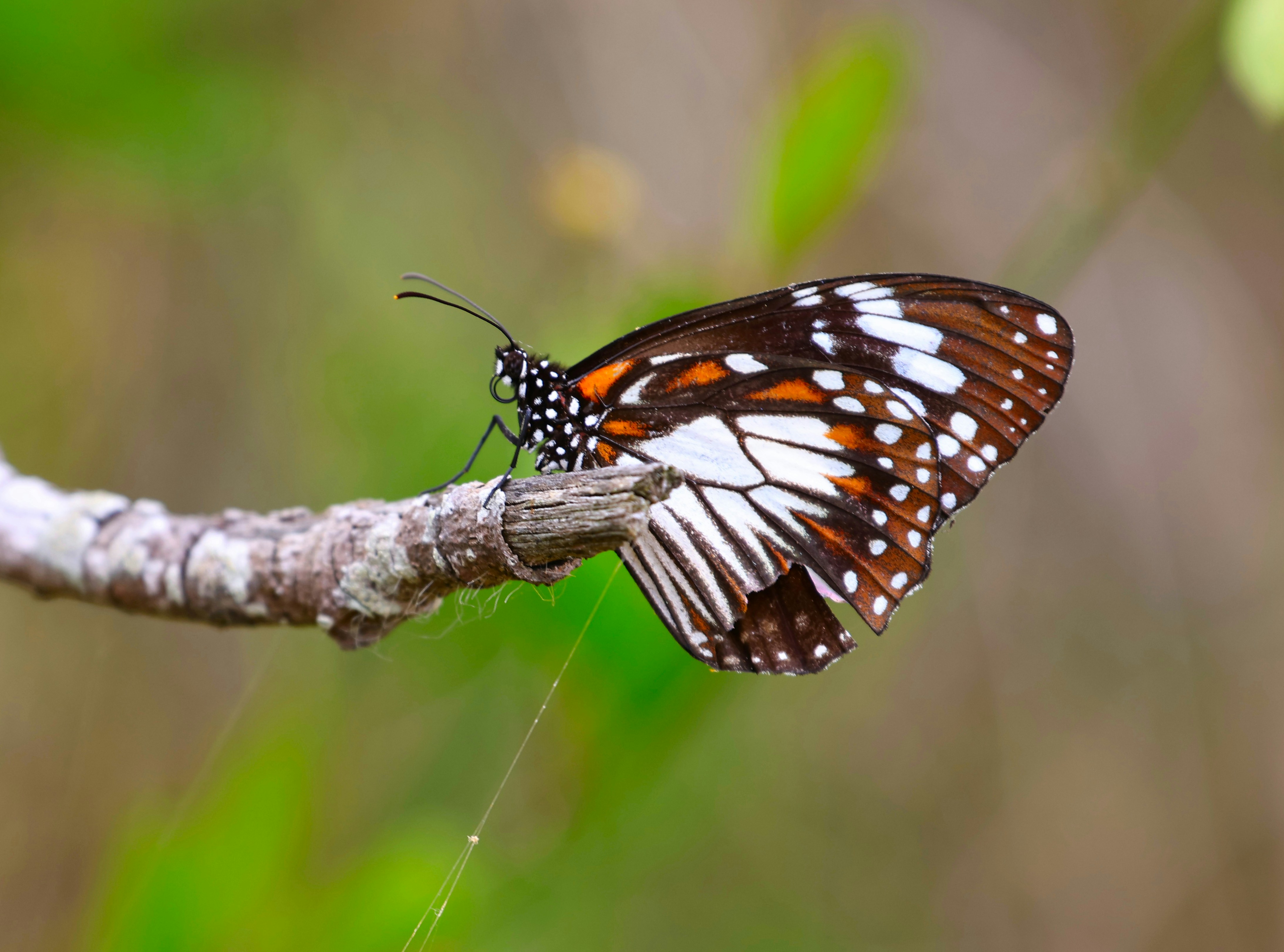 Un papillon assis sur une branche dans une forêt photo – Photo ...
