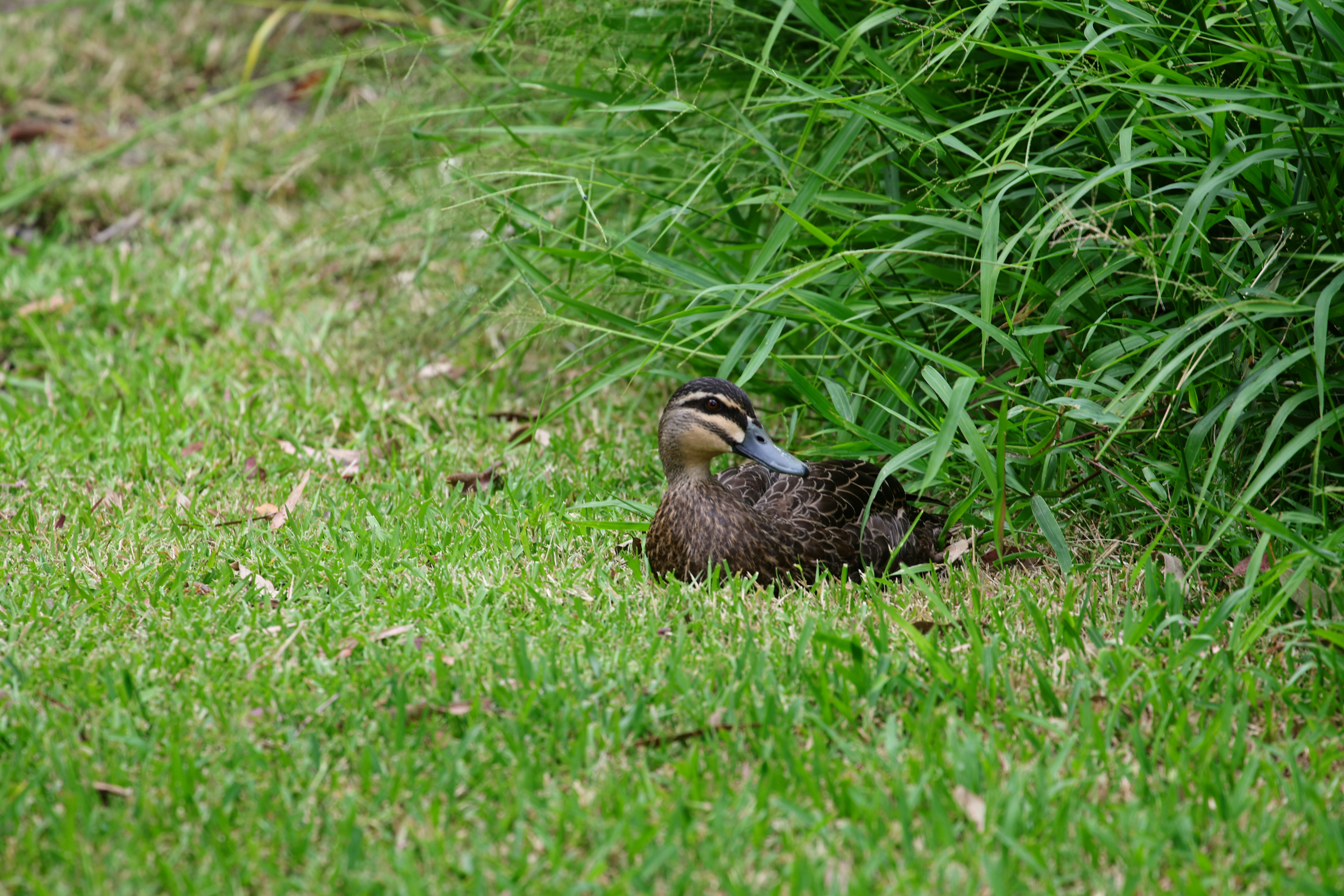 Foto Un pato sentado en la hierba junto a un arbusto – Imagen Patos ...