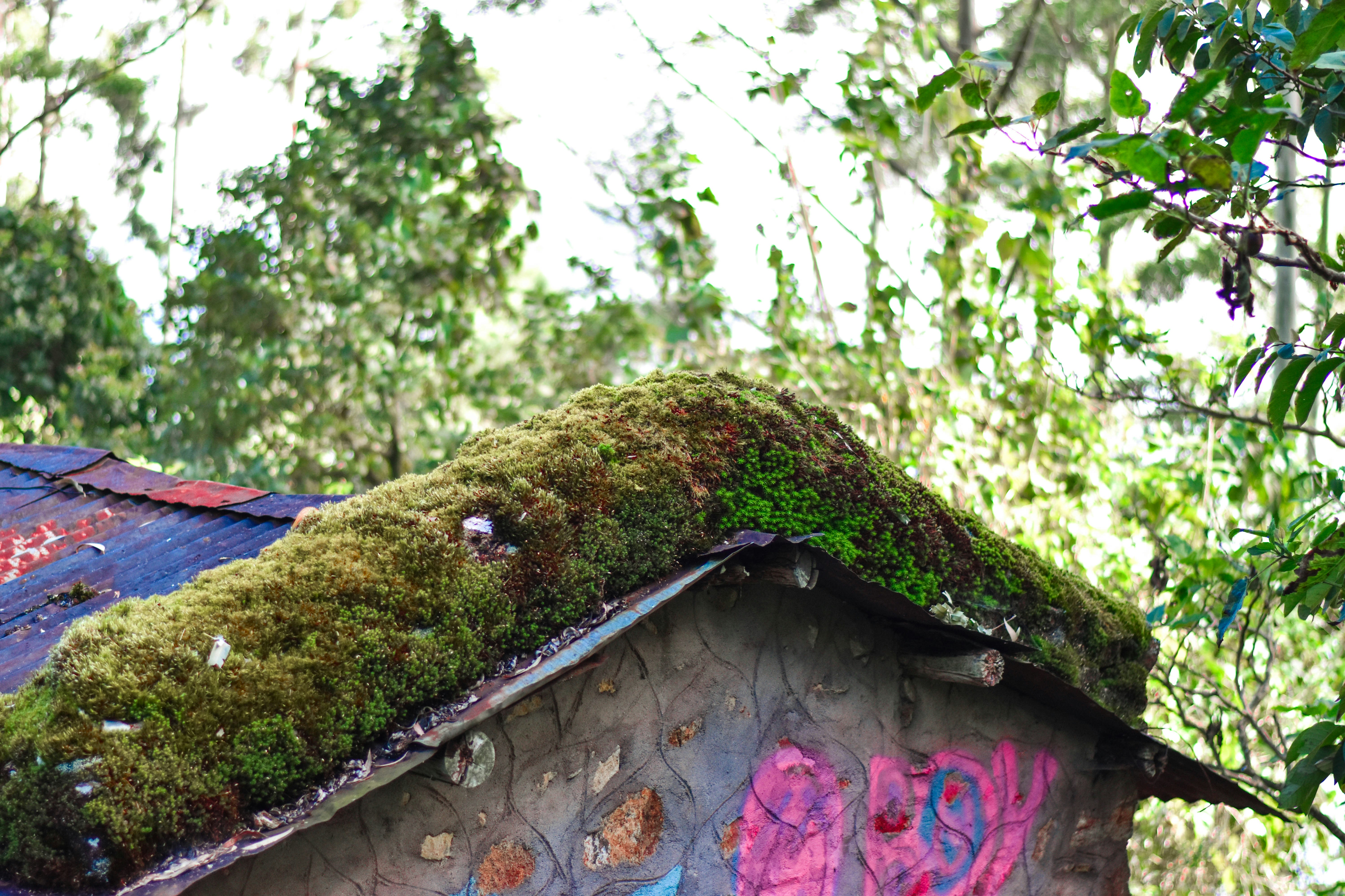 a roof with moss growing on top of it