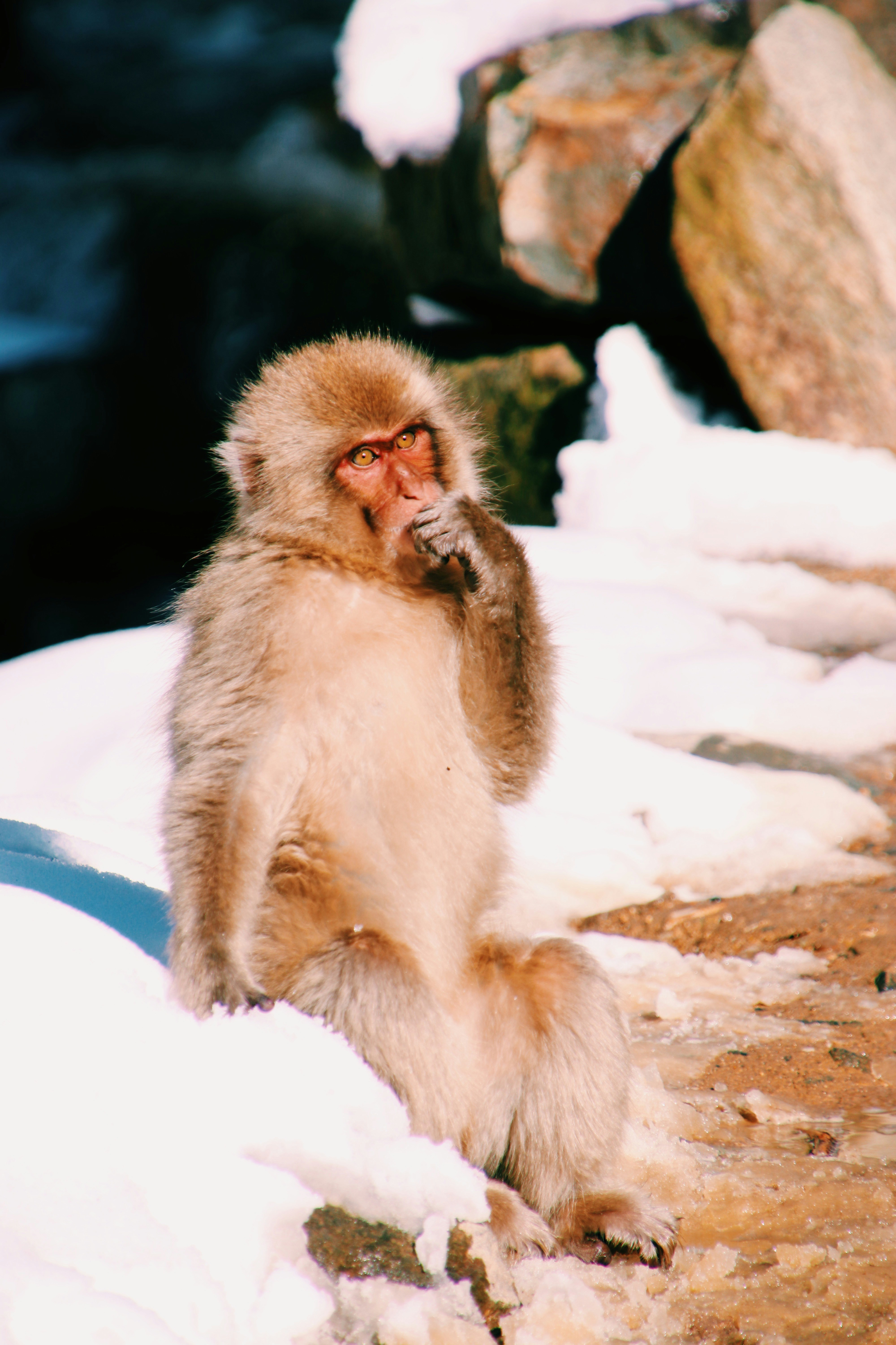 Snowbound Stare: A Curious Monkey Pauses on the Frosty Ridge