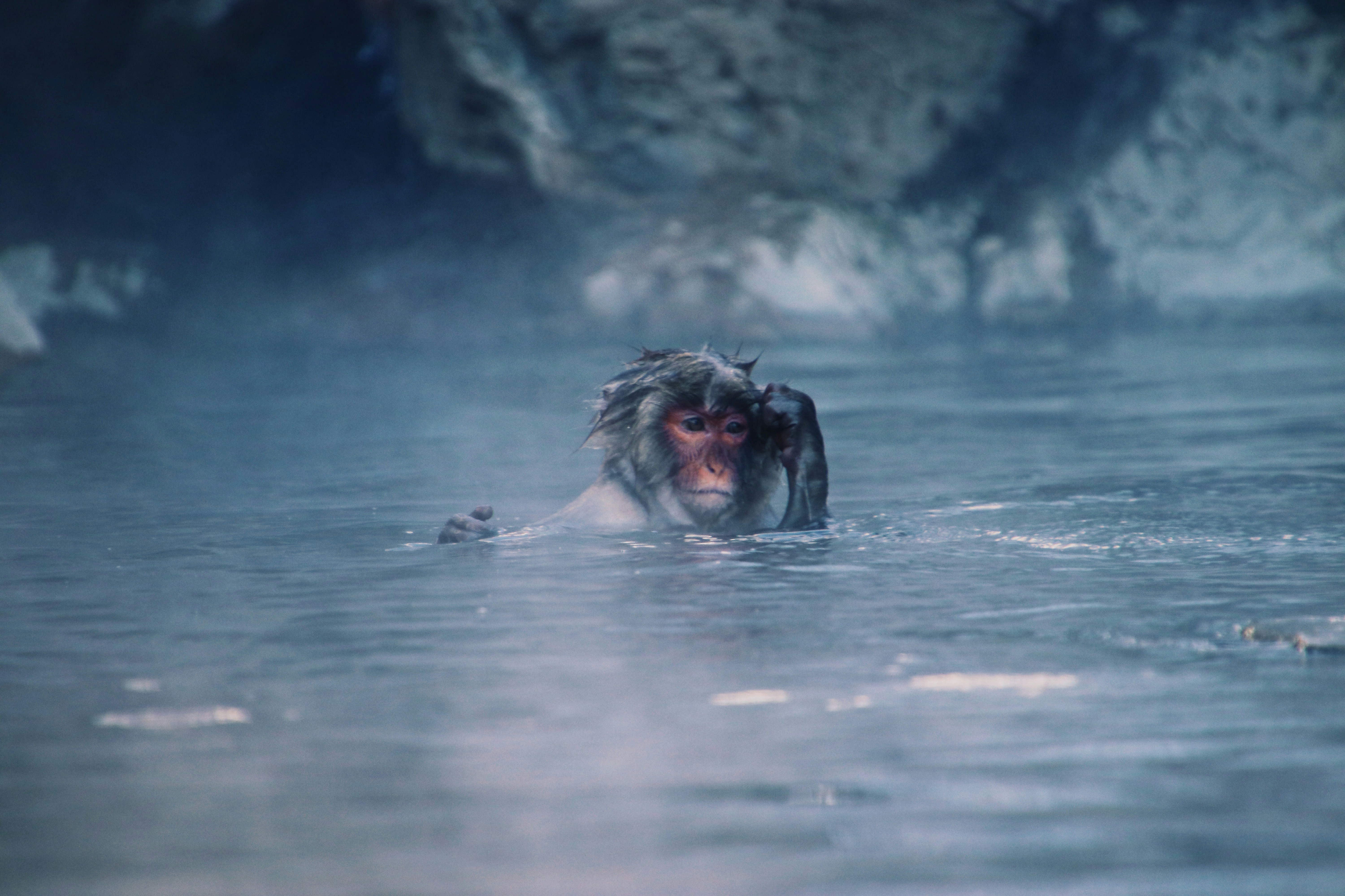 A monkey swimming in a body of water photo – Free Japan Image on Unsplash