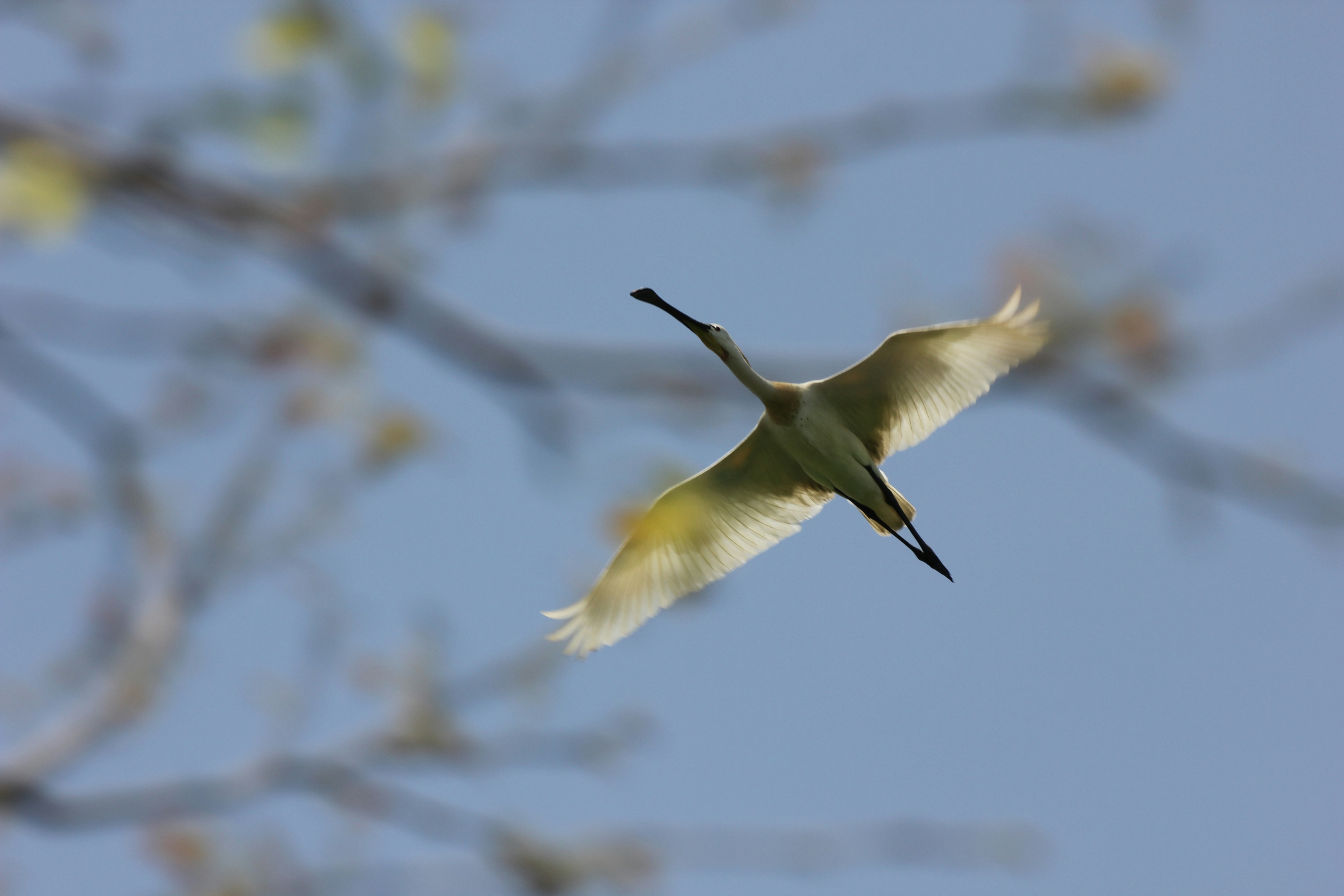 Winged in the Blue: A lone heron glides above spring branches