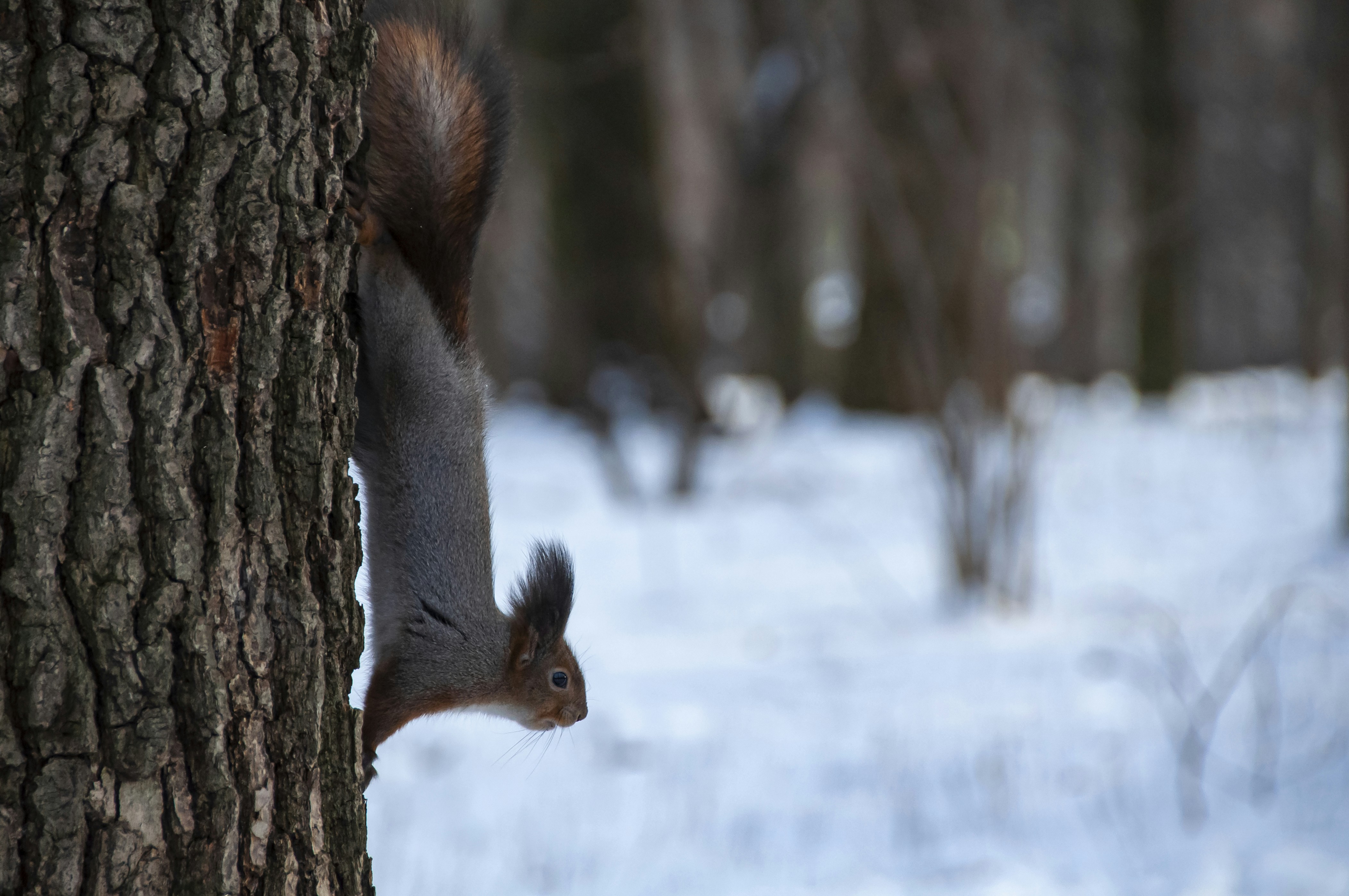 Winter's Peek: A Squirrel Emerges from Bark in Snow