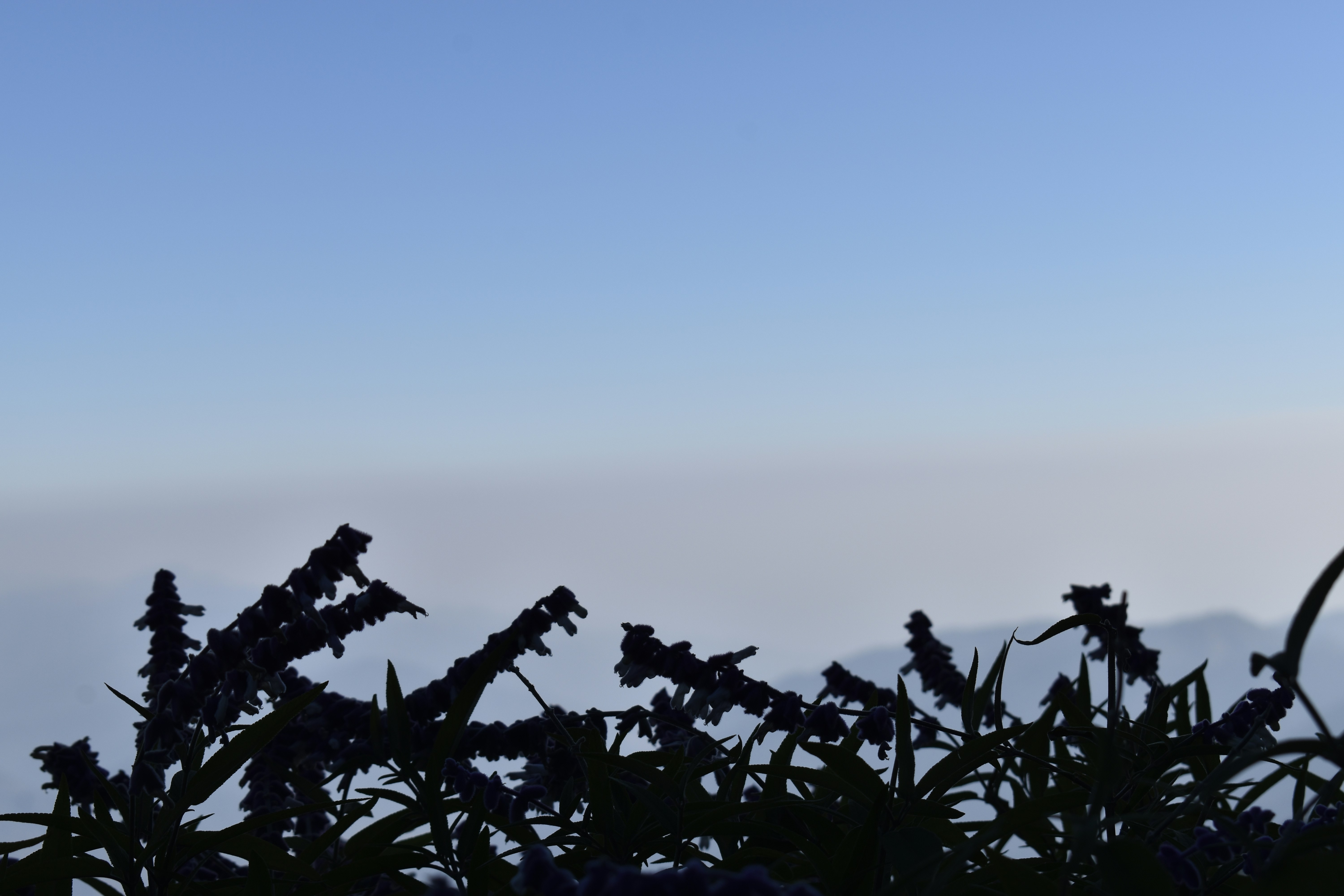 Horizon Veil: Silhouetted Coastal Flora Against a Misty Blue