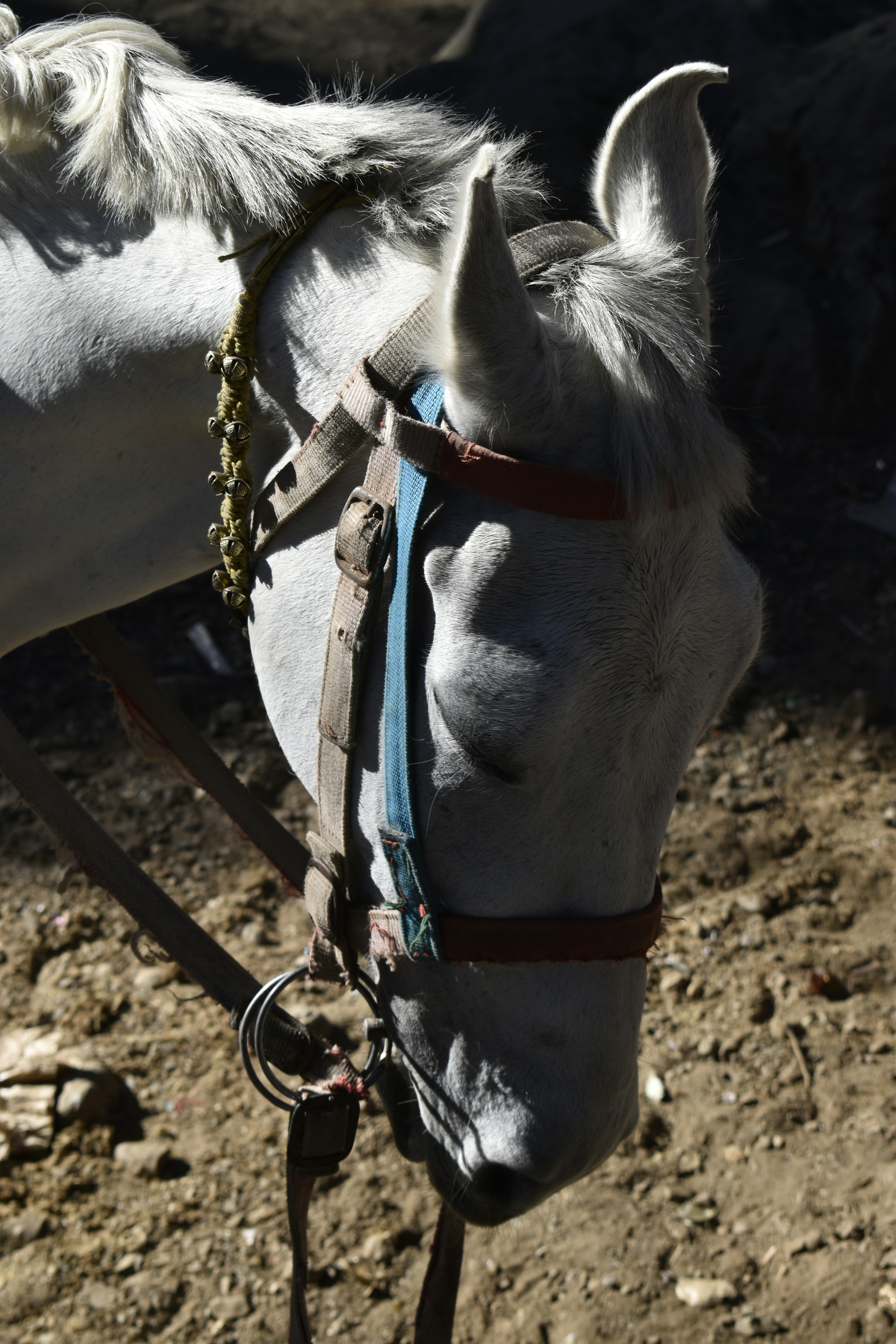 A close up of a horse wearing a bridle photo – Free Horse Image on Unsplash