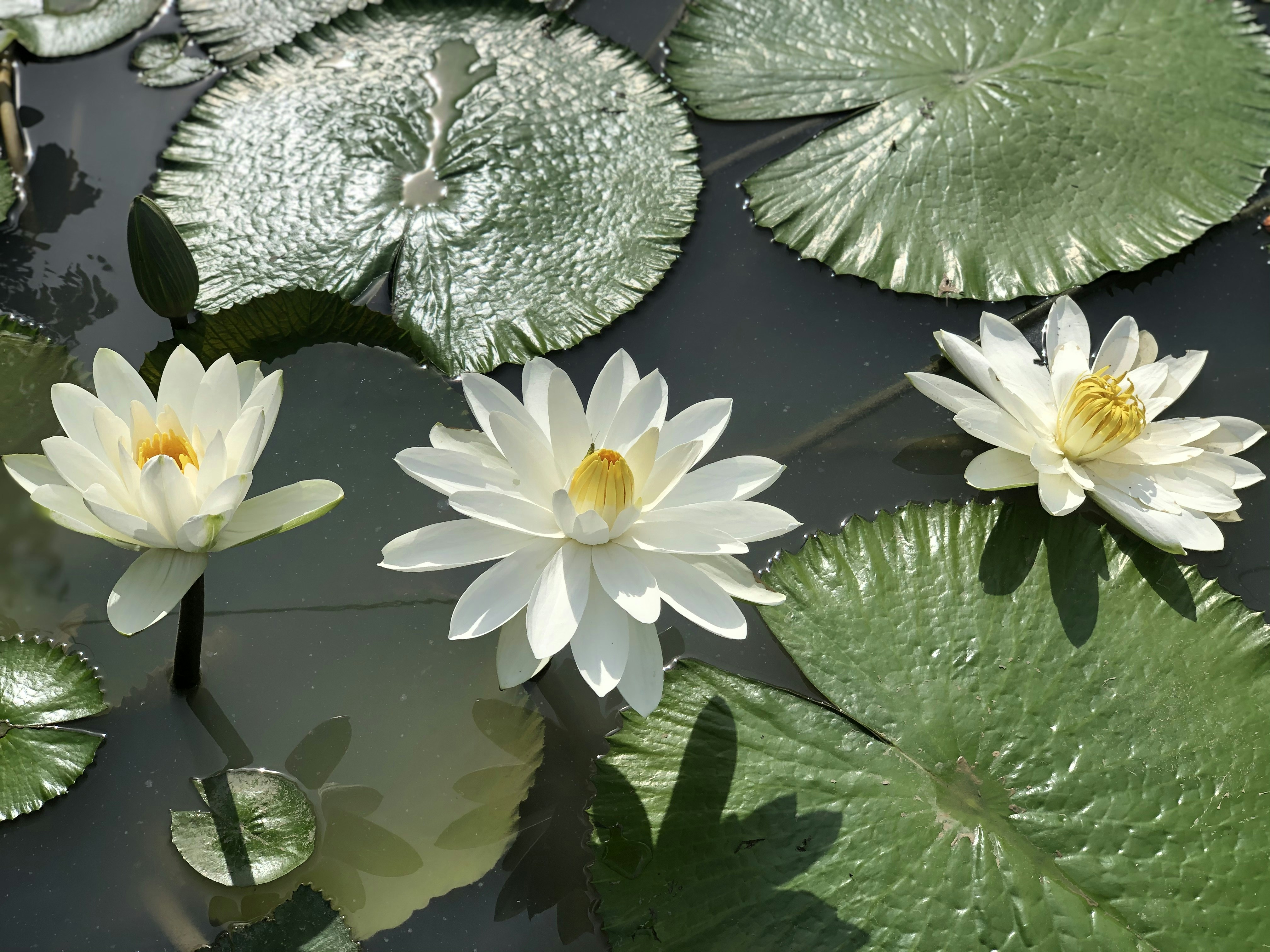 Two white water lilies floating on top of a pond photo – Free Flower ...