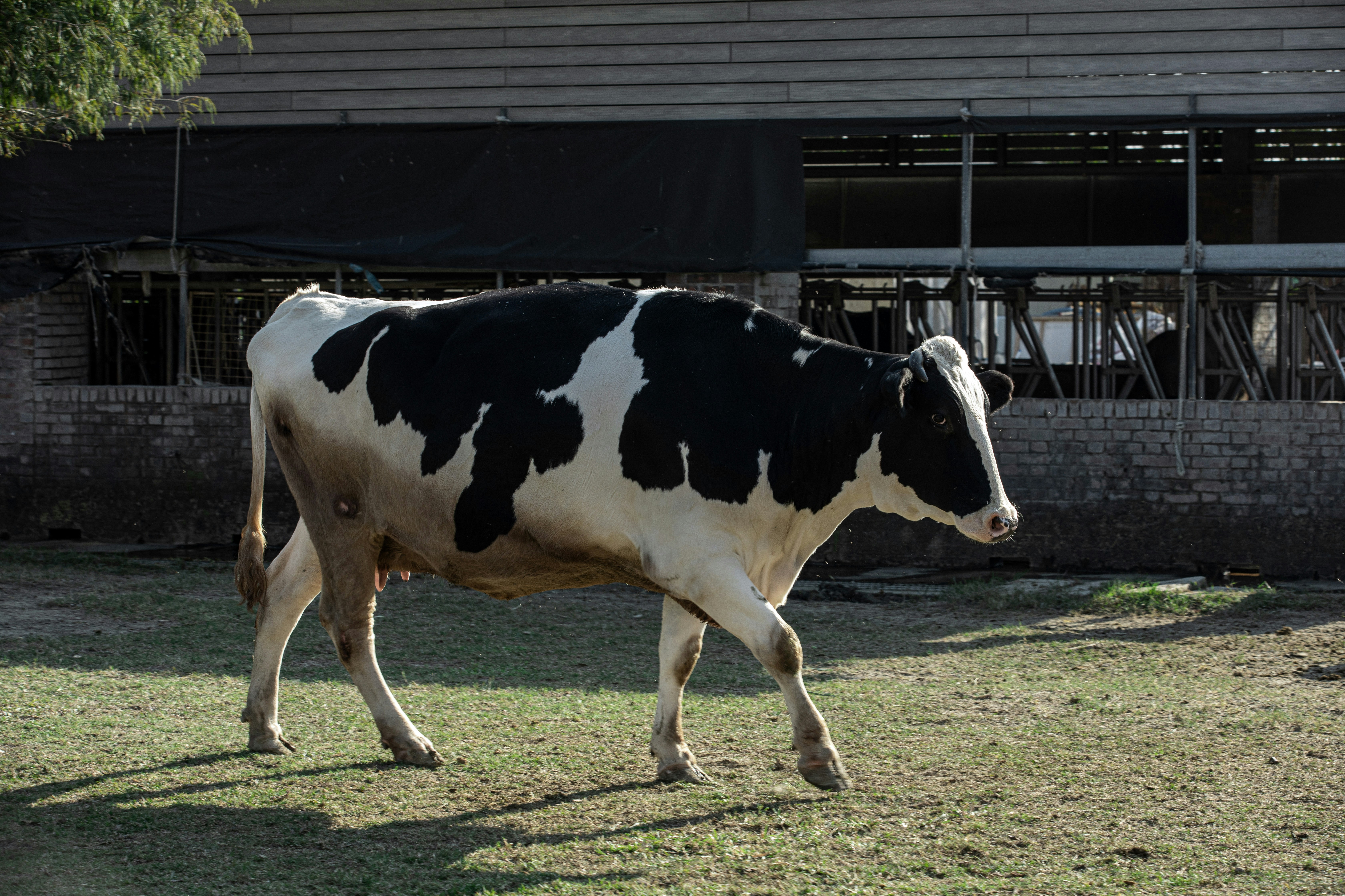 The cow