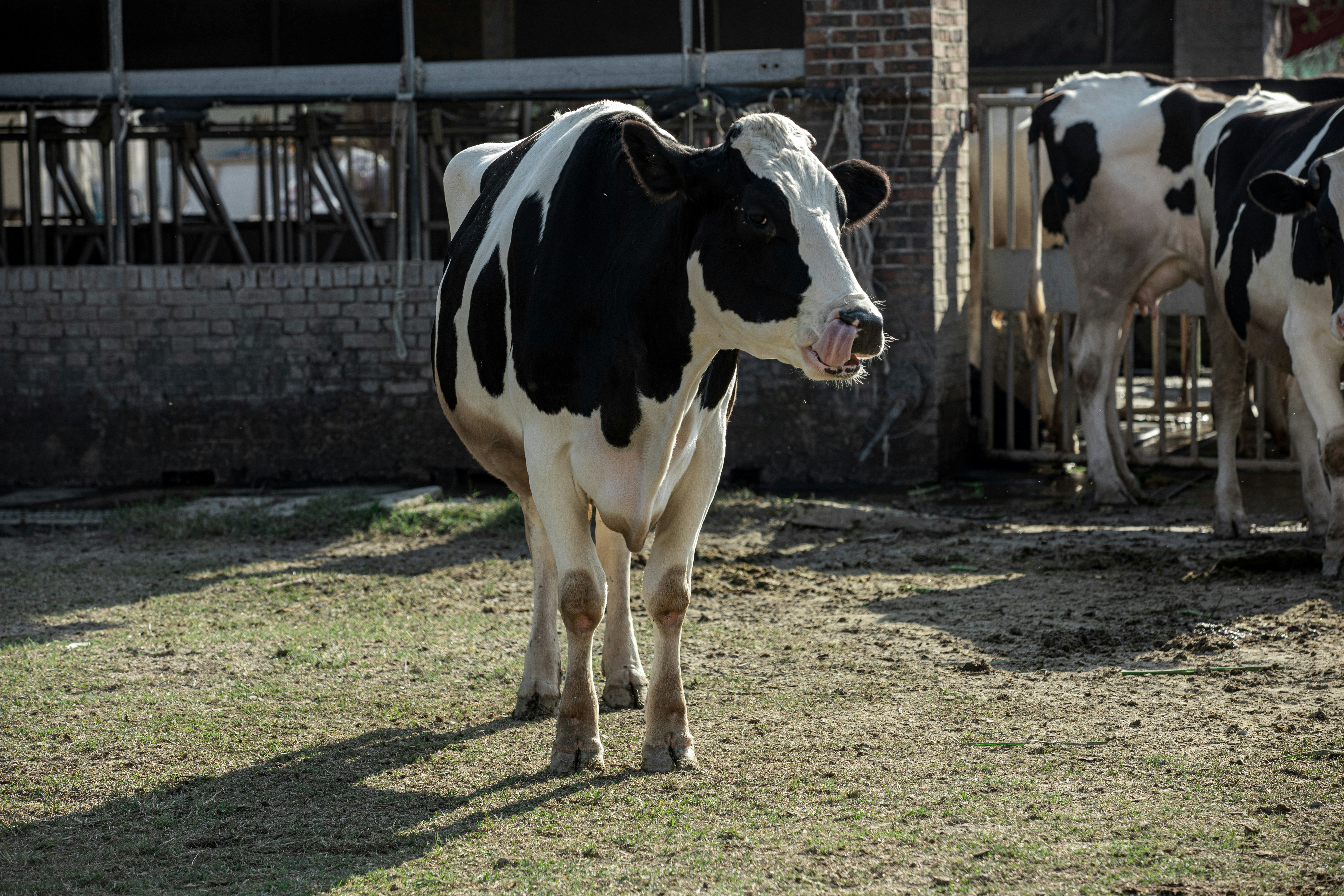Center-Stage Holstein in a Sunlit Dairy Yard
