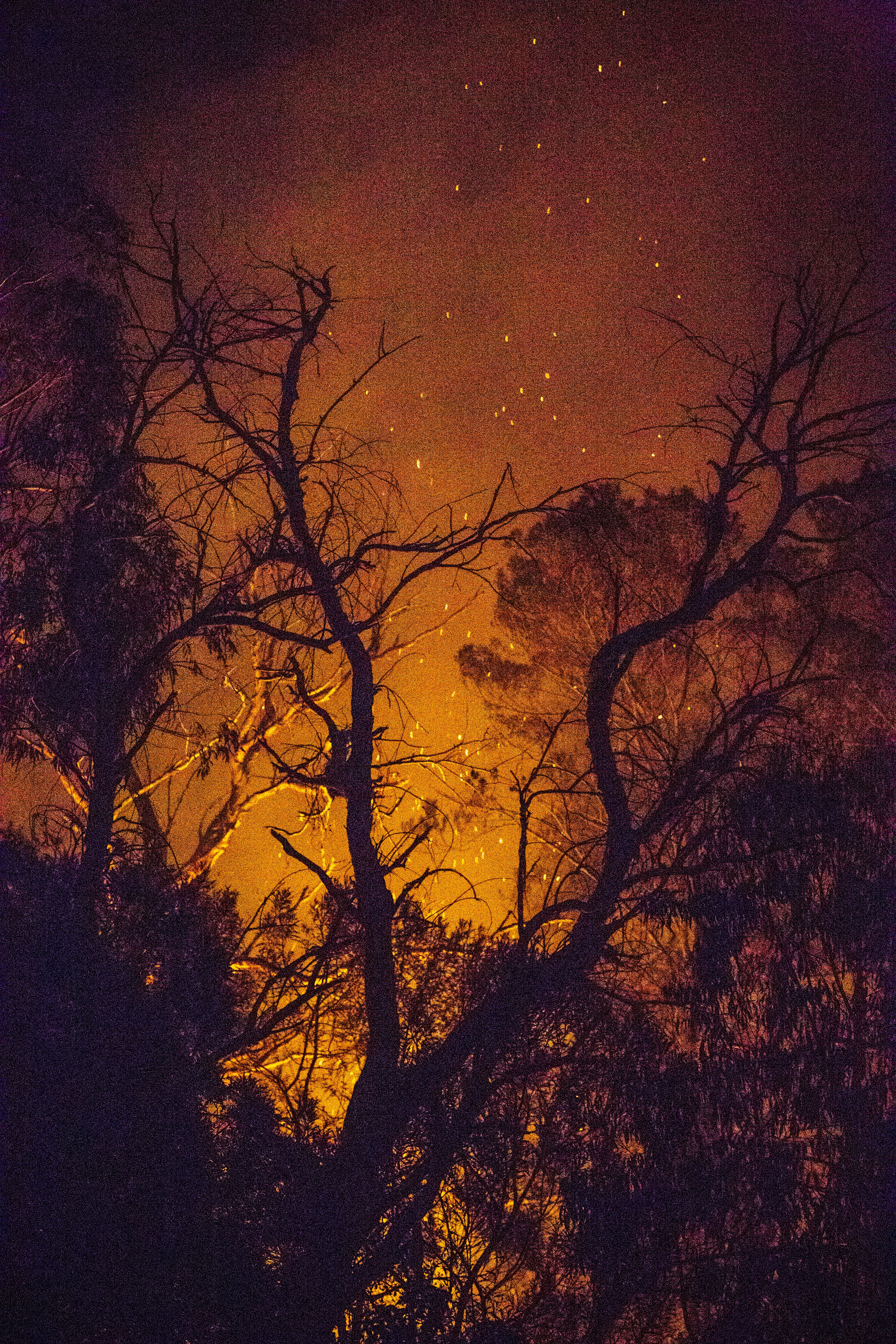 a night sky with stars and trees in the foreground