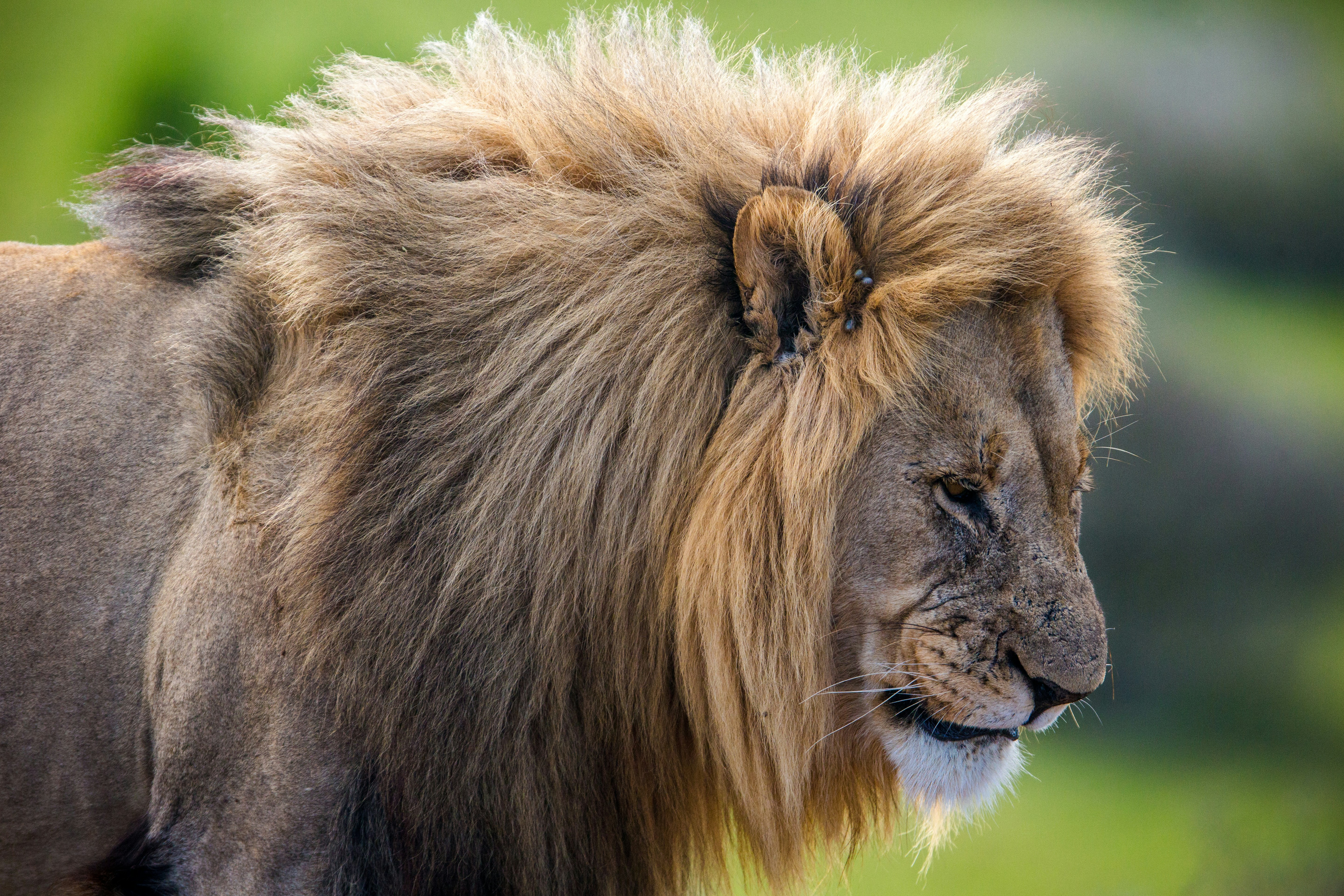 A close up of a lion with a blurry background photo – Free Lion face ...