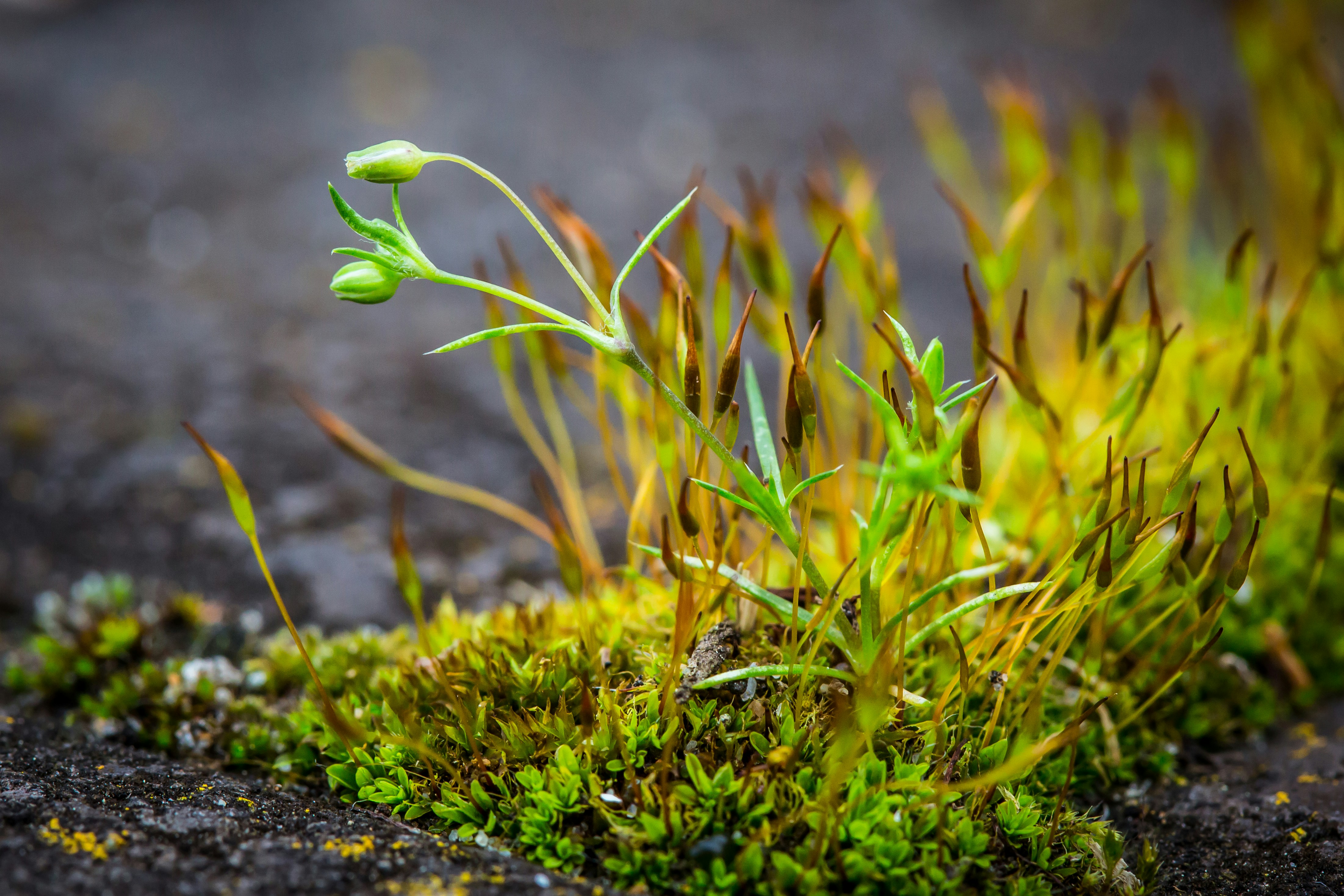 A close up of a plant growing out of the ground photo – Free Moss Image ...