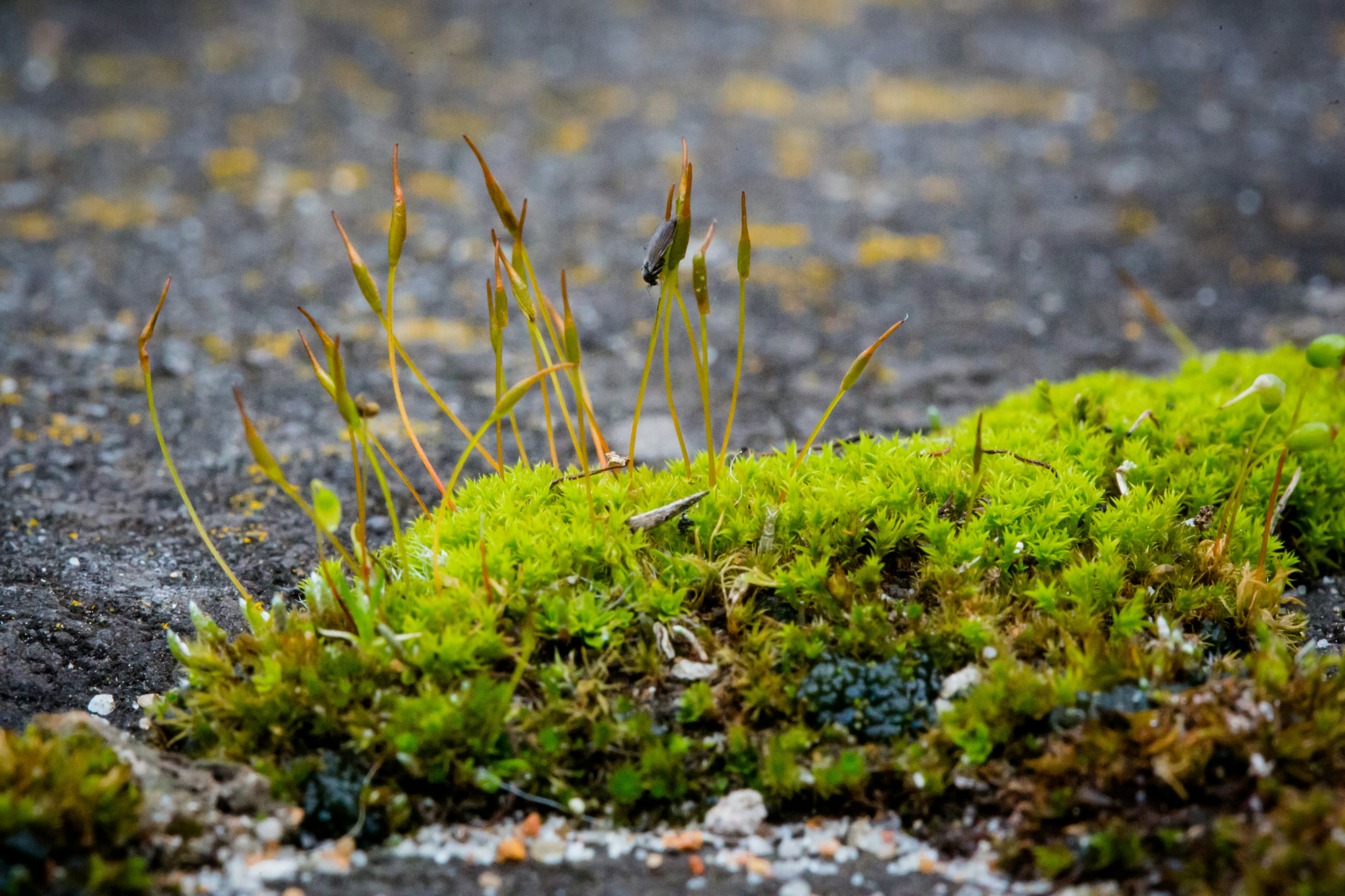 a close up of a moss growing on the ground