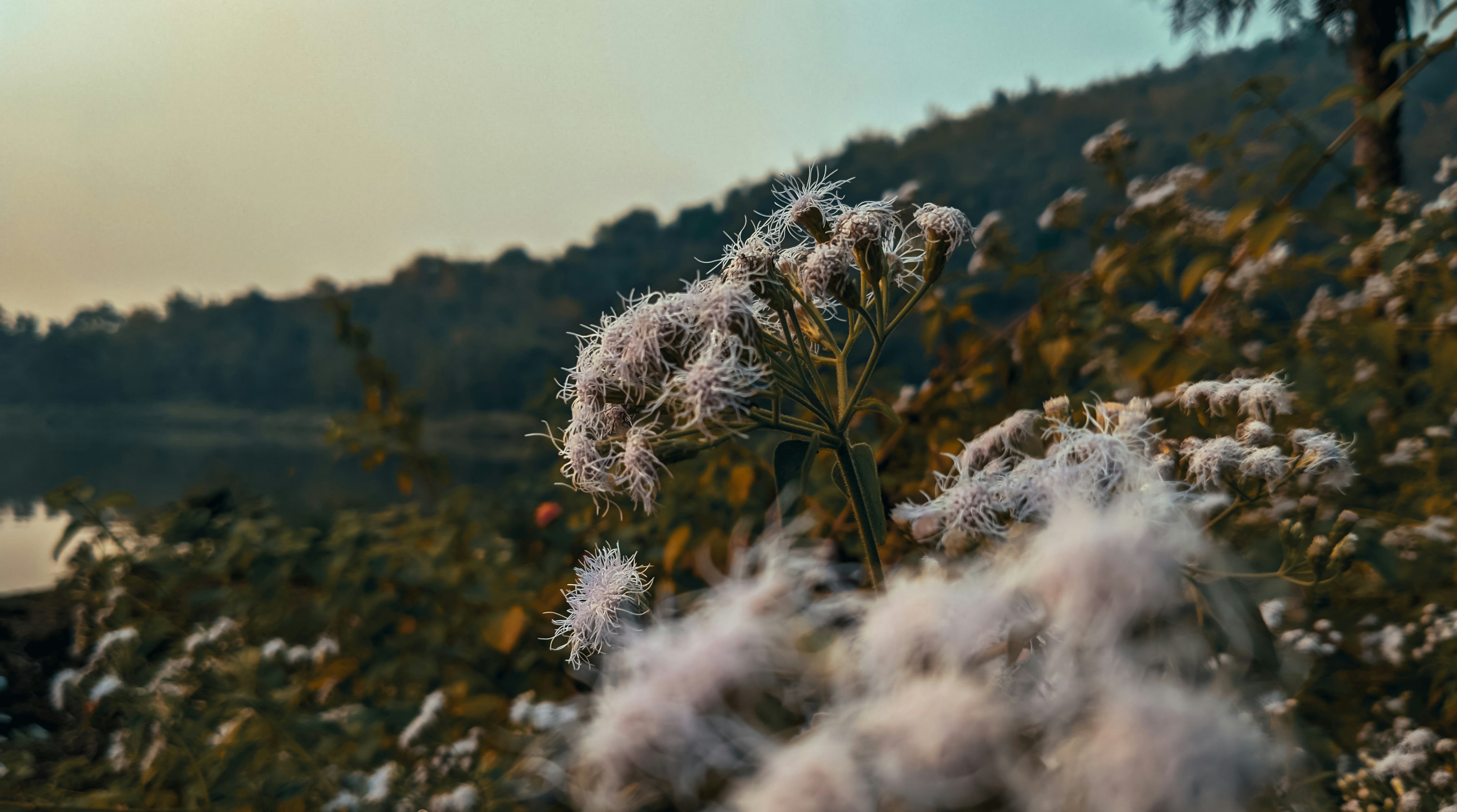 Dandelion Whisper in a Golden Meadow