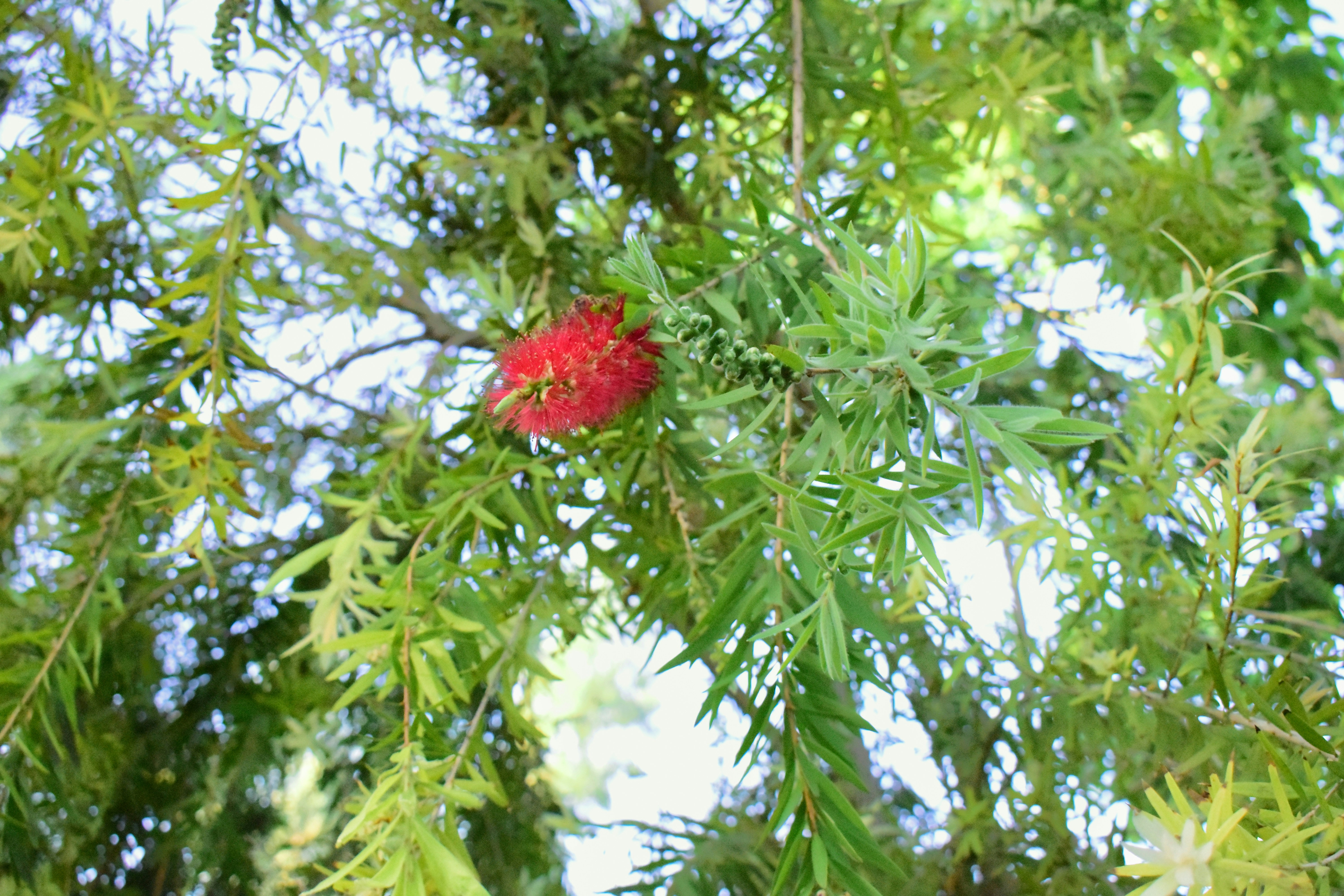 red flower in the park