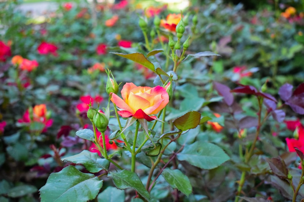 Une rose rose dans un jardin plein de fleurs rouges et jaunes photo ... Une rose rose dans un jardin plein de fleurs rouges et jaunes photo ...
