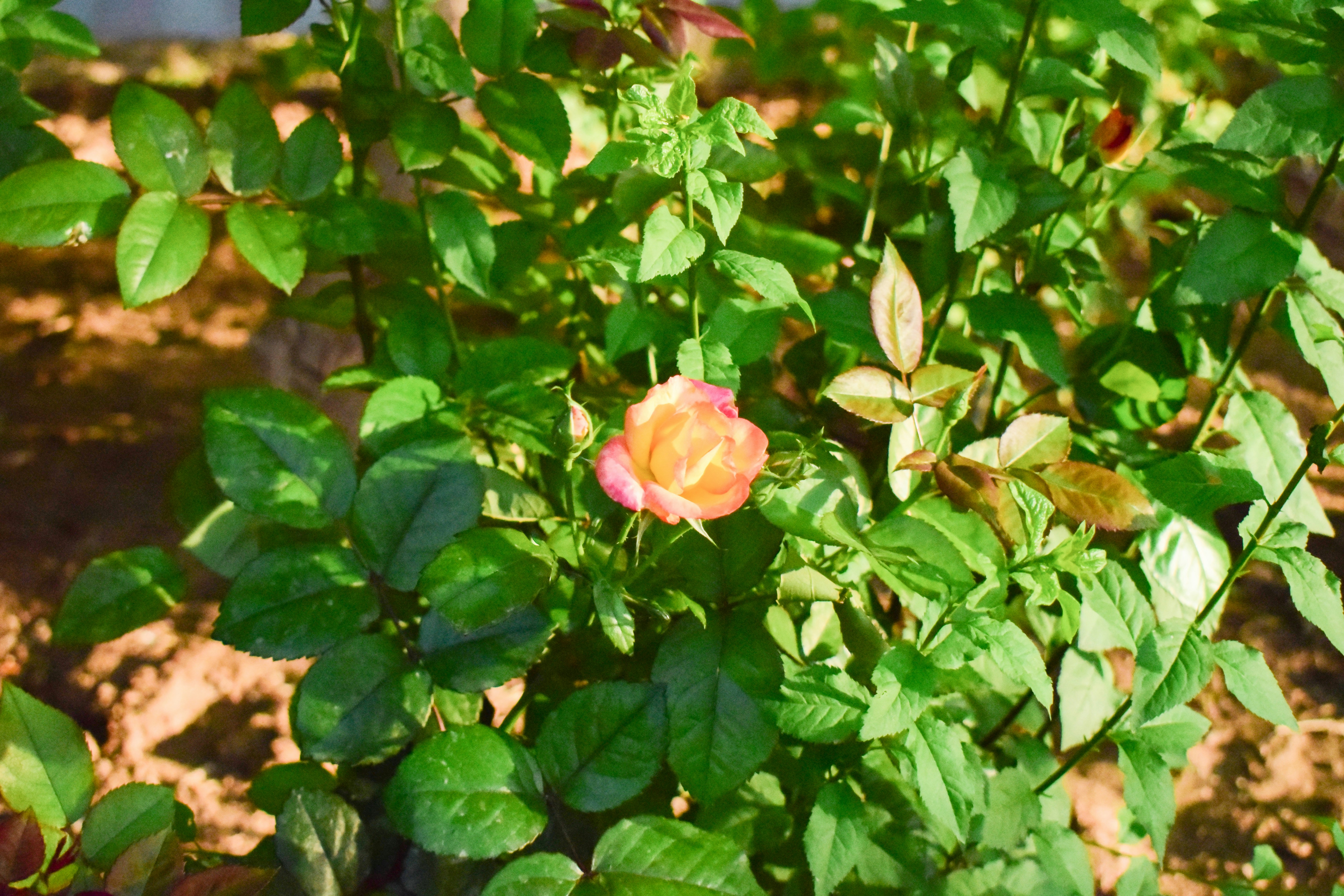 Sunlit Pink Rosebud Framed by Verdant Garden Leaves