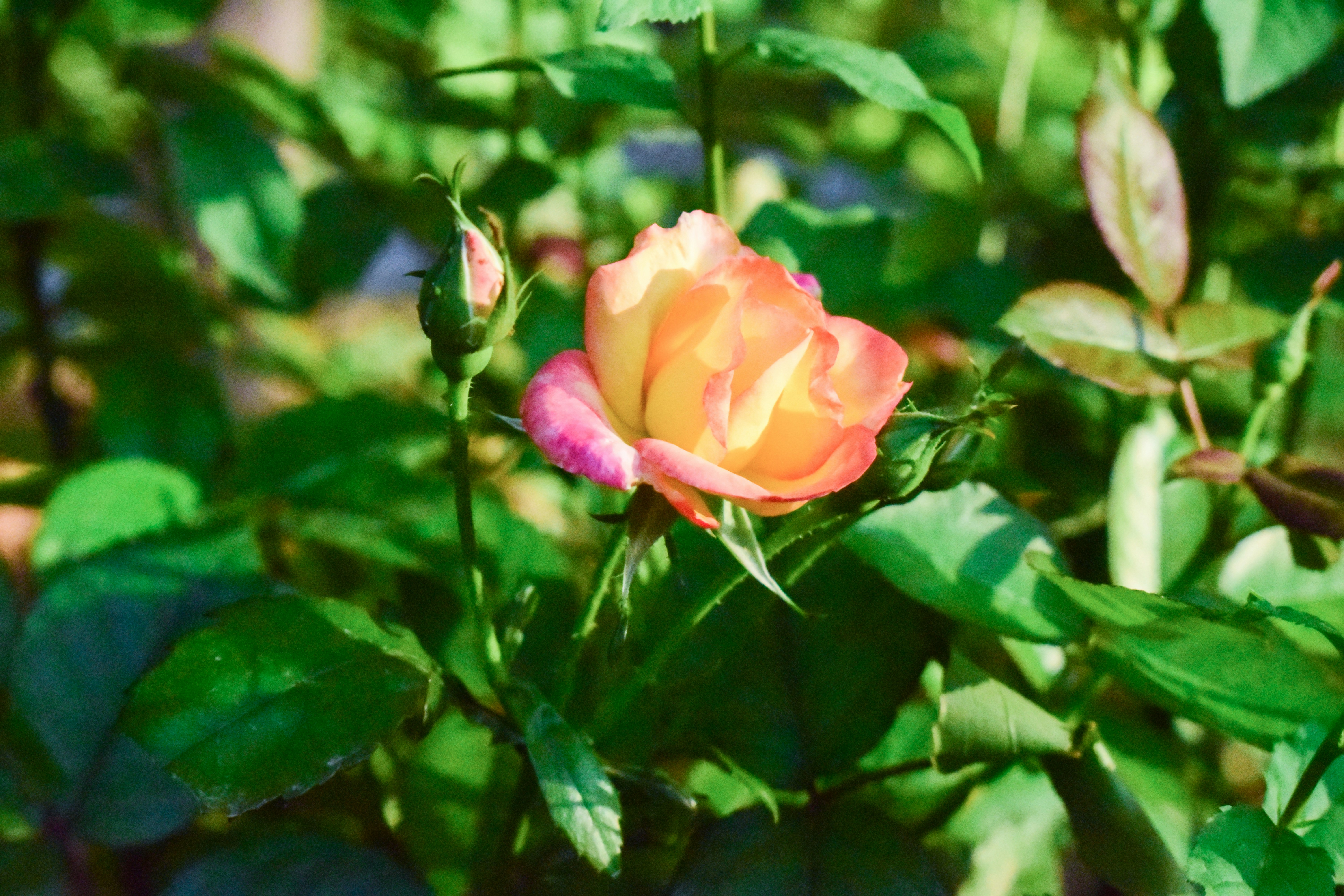 Coral Rose in a Green Sea: A Close-Up of Petal Glow