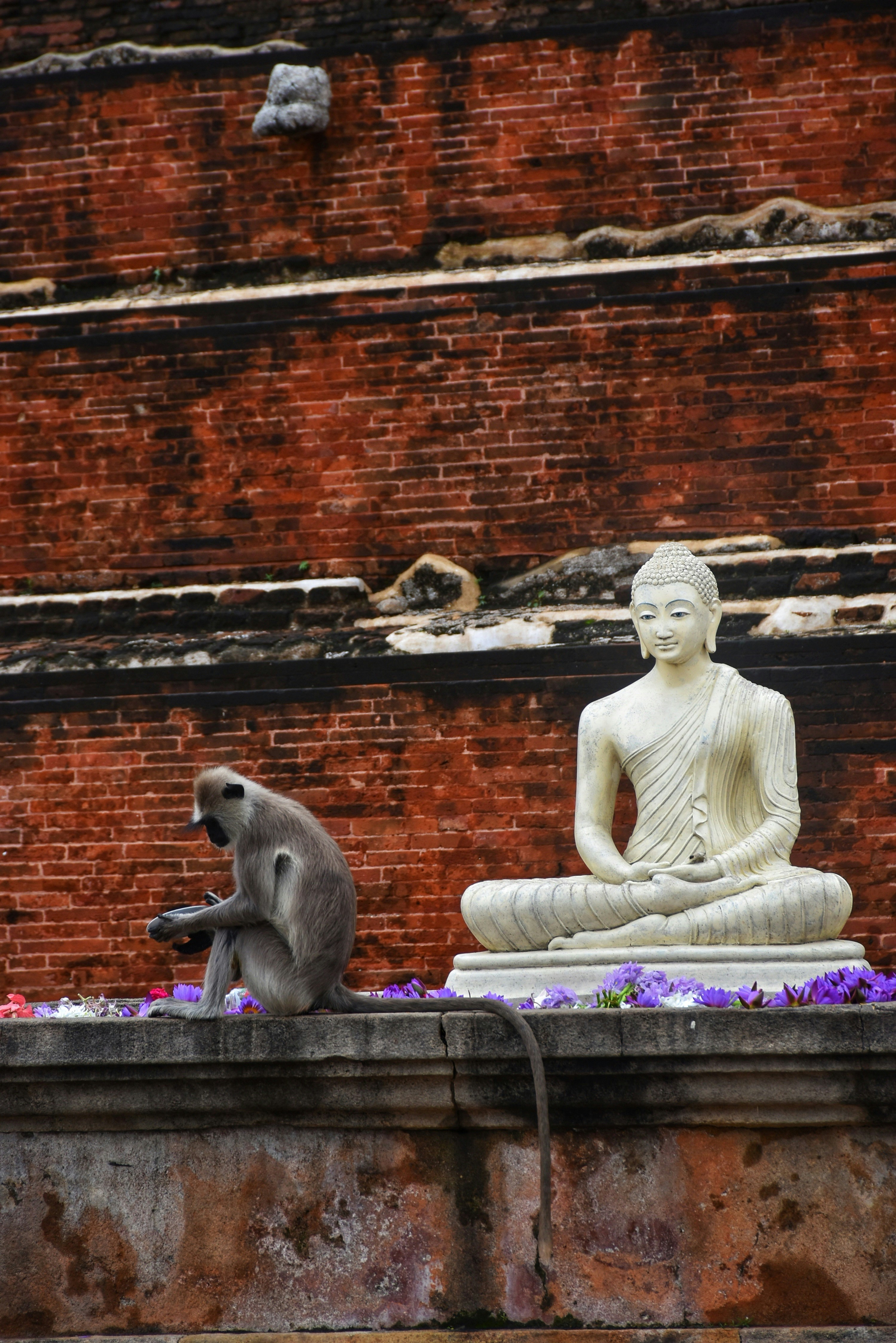 Zen and the Curious Primate: Quiet Contemplation by Buddha